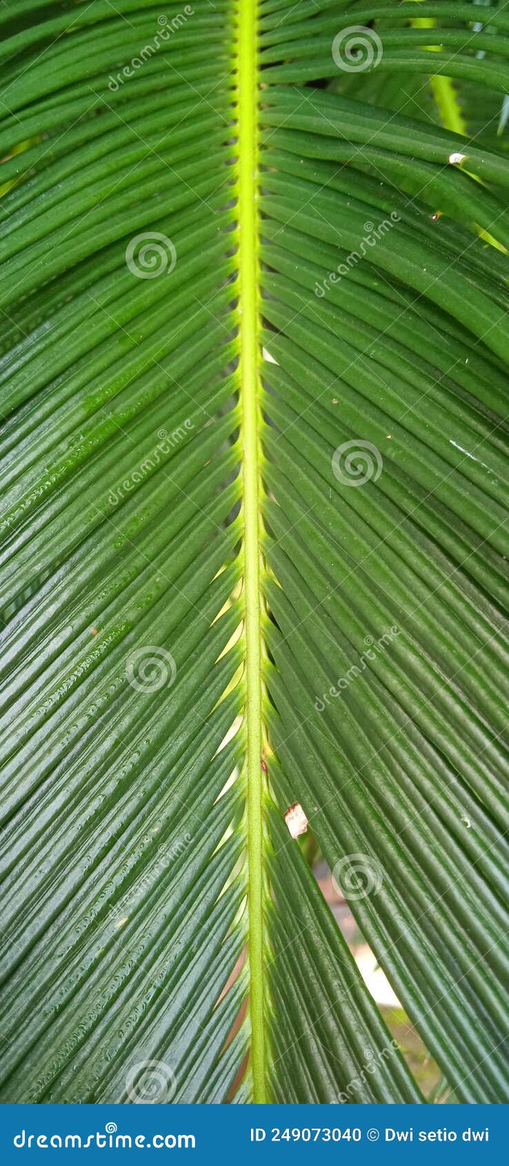Very Beautiful Palm Tree Leaf Structure Stock Photo - Image of plant ...
