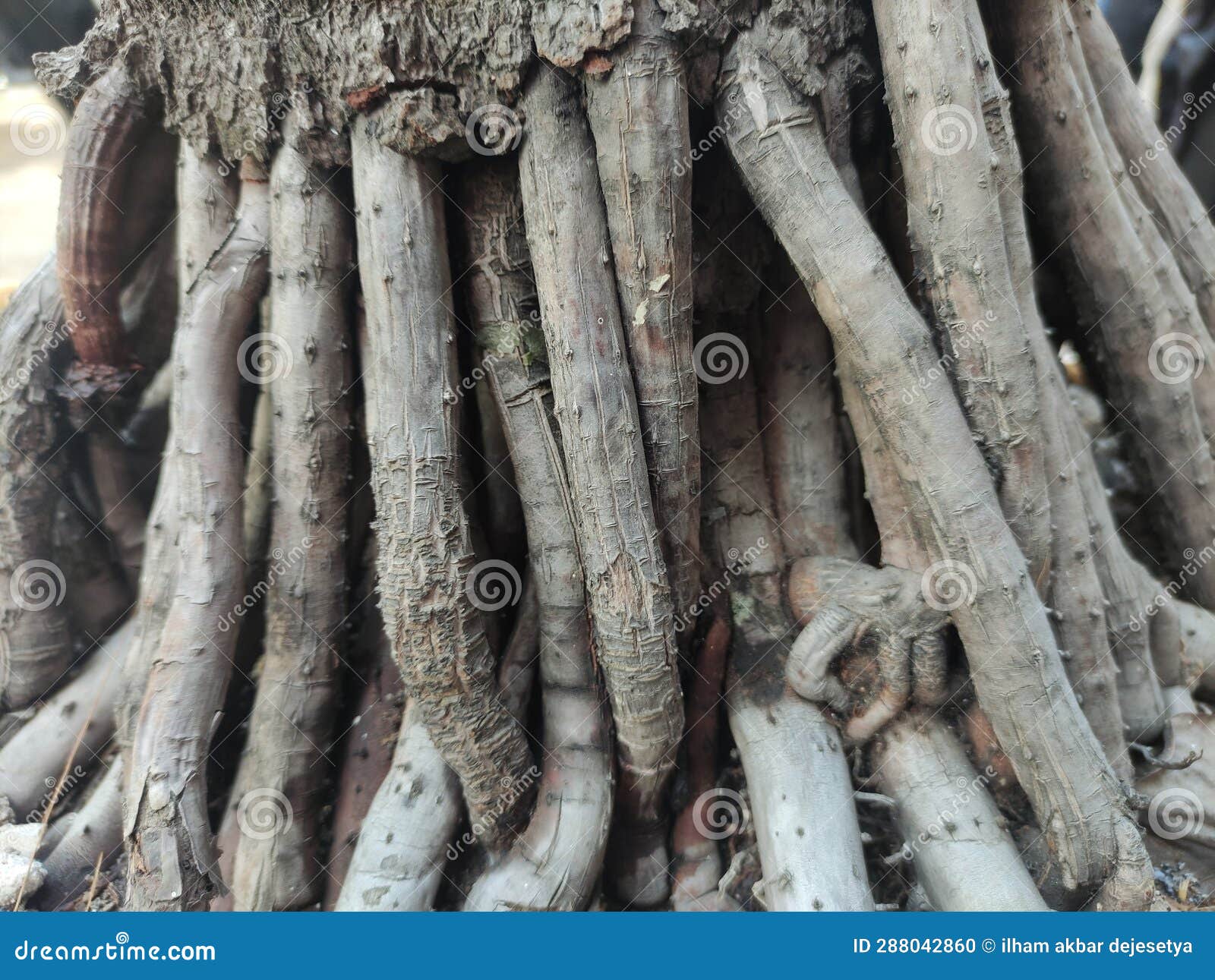 Very Beautiful Palm Tree Roots Stock Photo - Image of roots, beautiful ...
