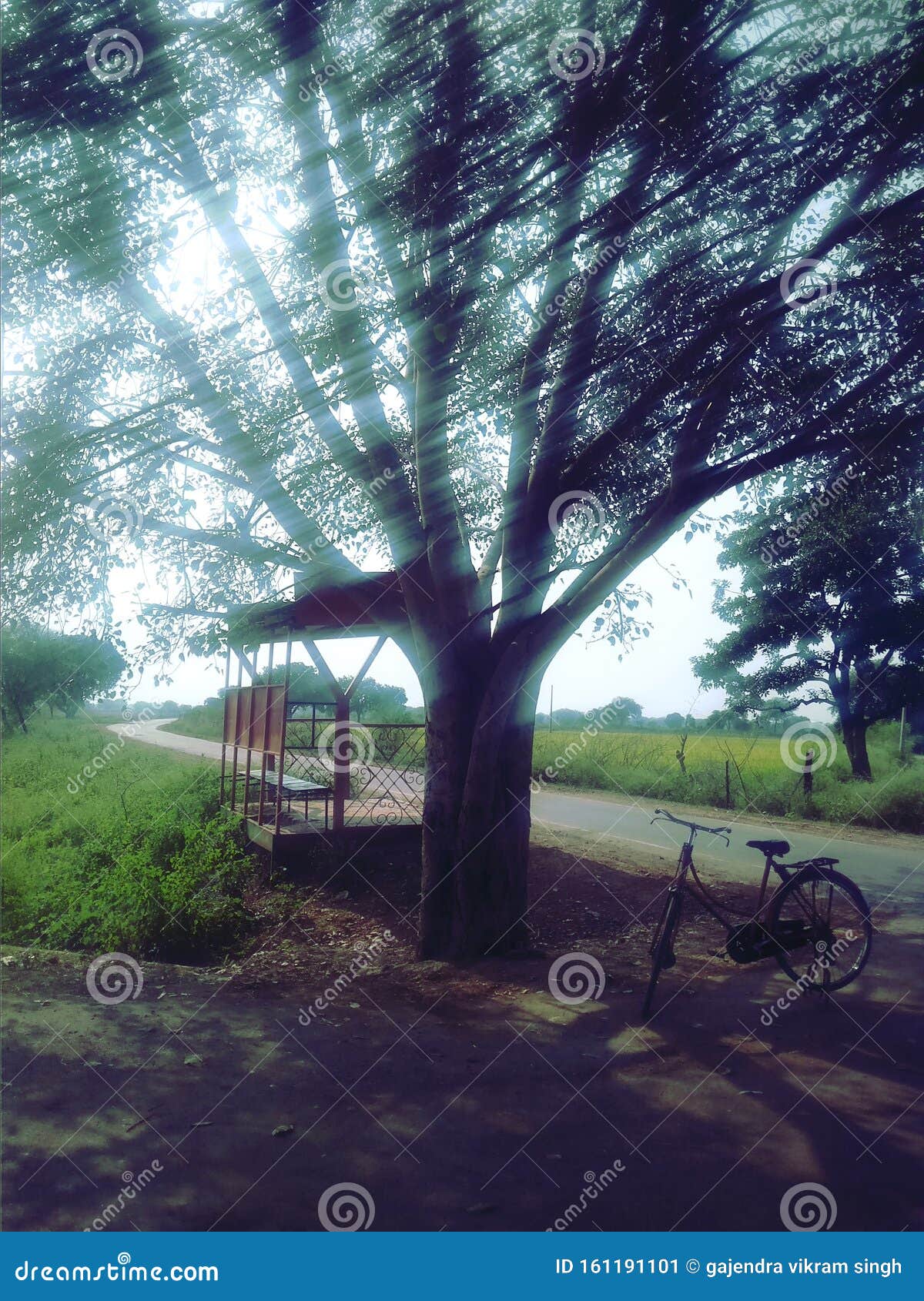 This is a Very Beautiful Peepal Tree Stock Image - Image of tree ...