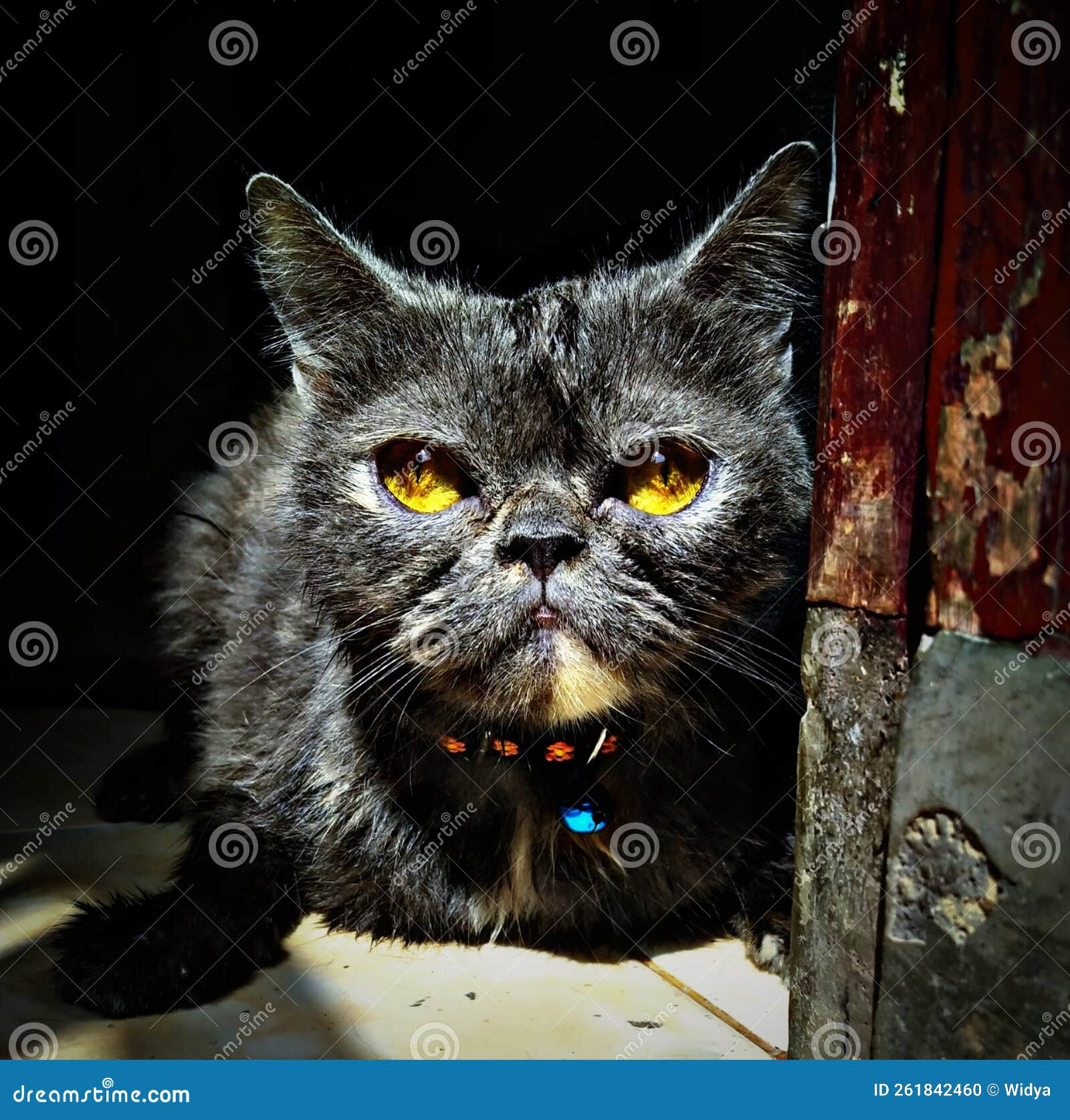 Very Beautiful Persian Cat with Sharp Eyes Stock Photo - Image of ...