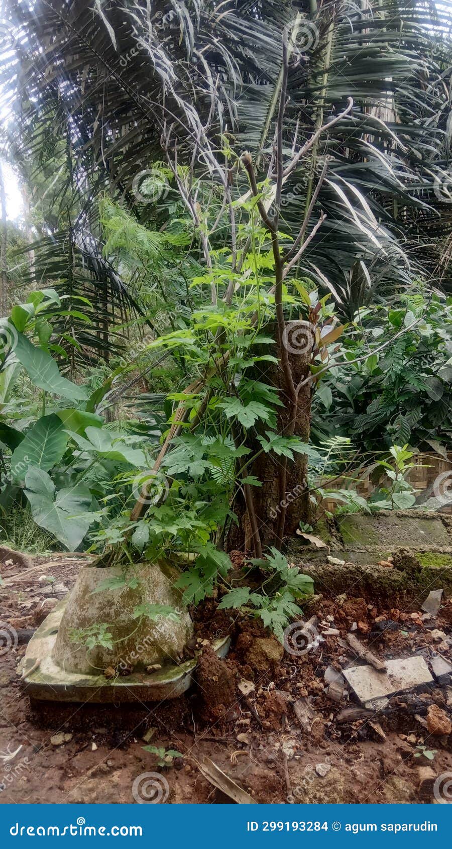 Very Beautiful Photo of Bitter Melon Tree Stock Photo - Image of plant ...