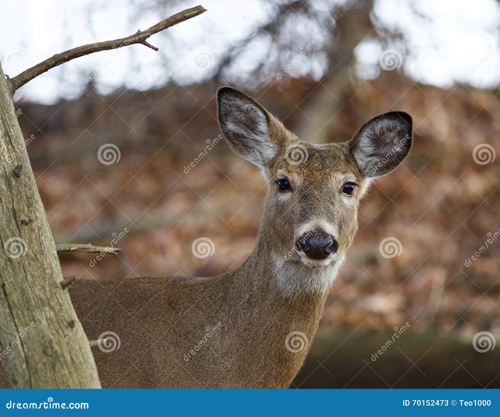 Very Beautiful Photo of a Cute Deer in the Forest Stock Image - Image ...