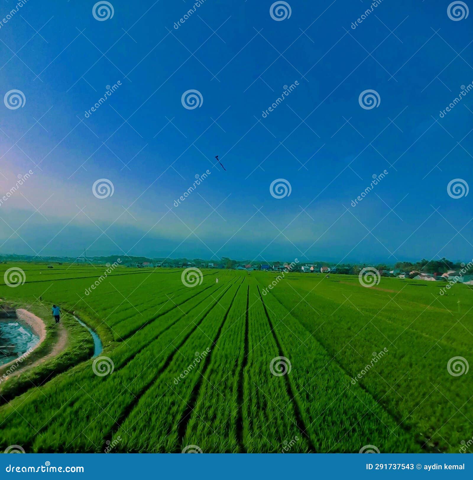 Very Beautiful Photo of Rice Fields Stock Image - Image of fields ...