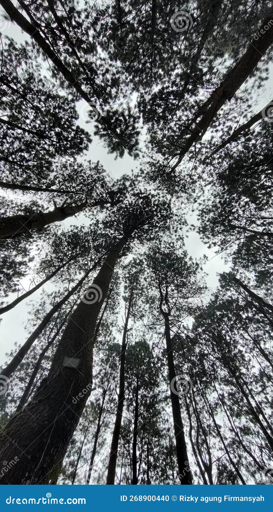 A Very Beautiful Pine Forest in the Mountains Which is Very Cold Stock ...