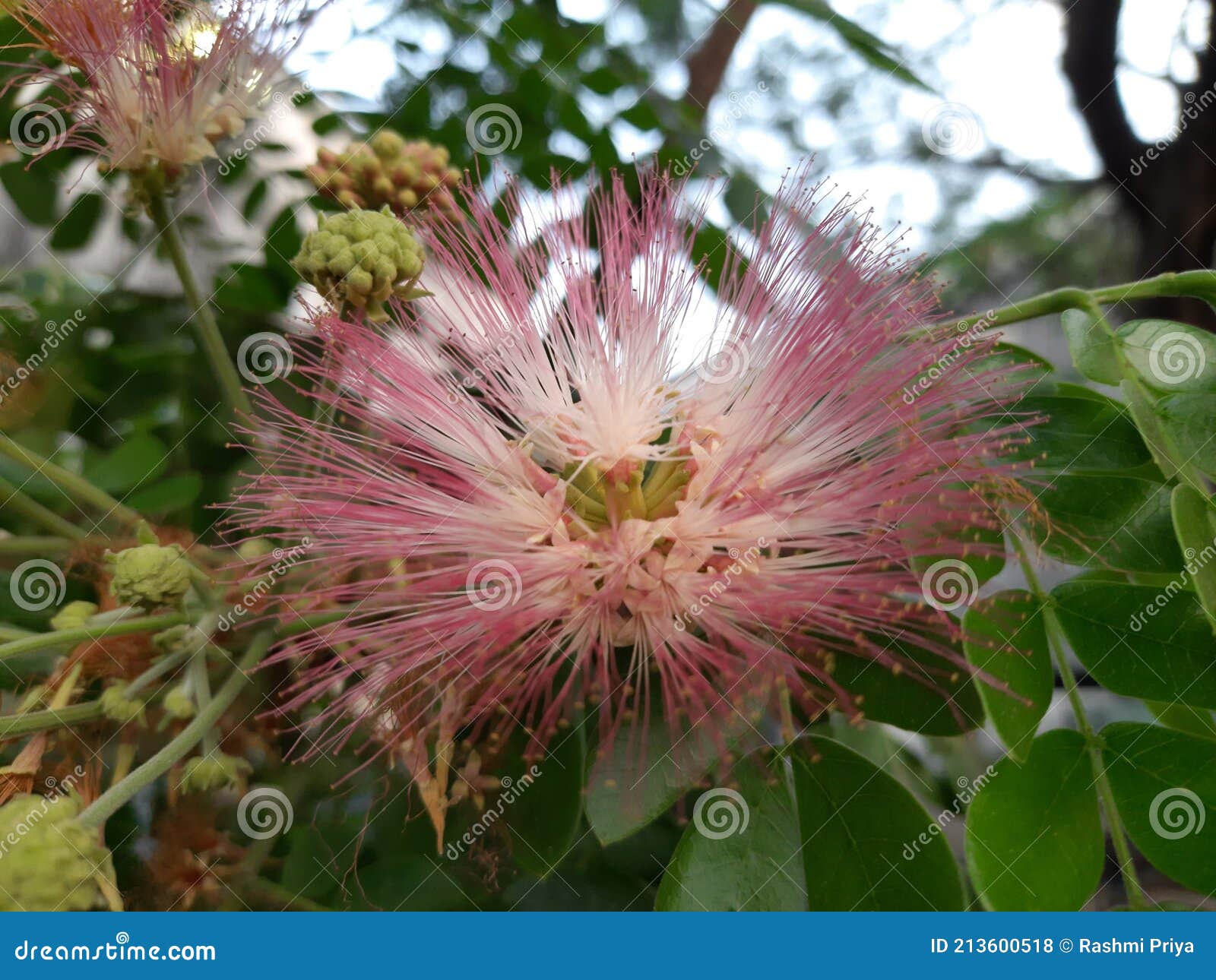 A Very Beautiful Pink Fower in the Tree. Stock Photo - Image of india ...