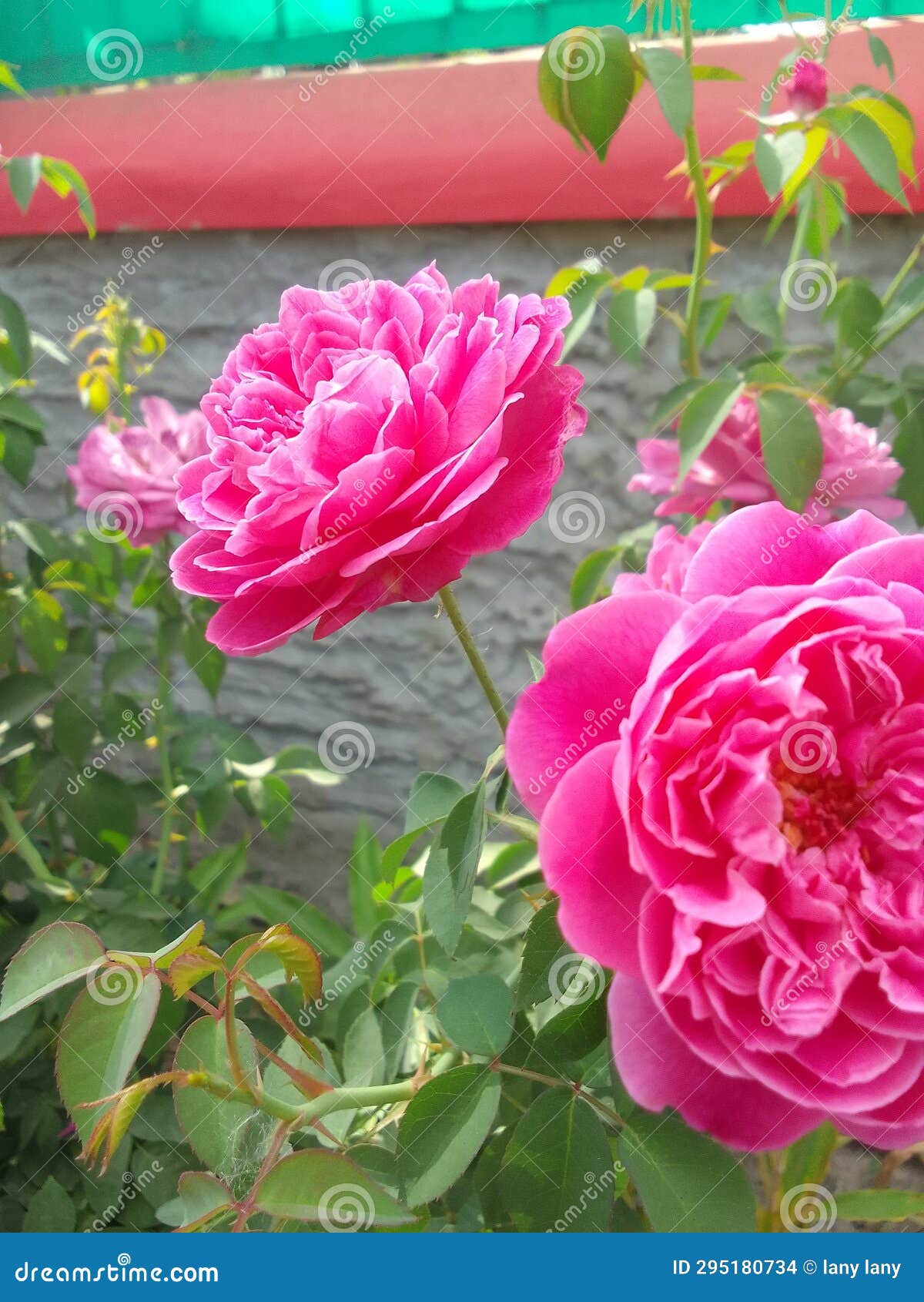 Very Beautiful and Beautiful Pink Roses in the Garden Stock Photo ...