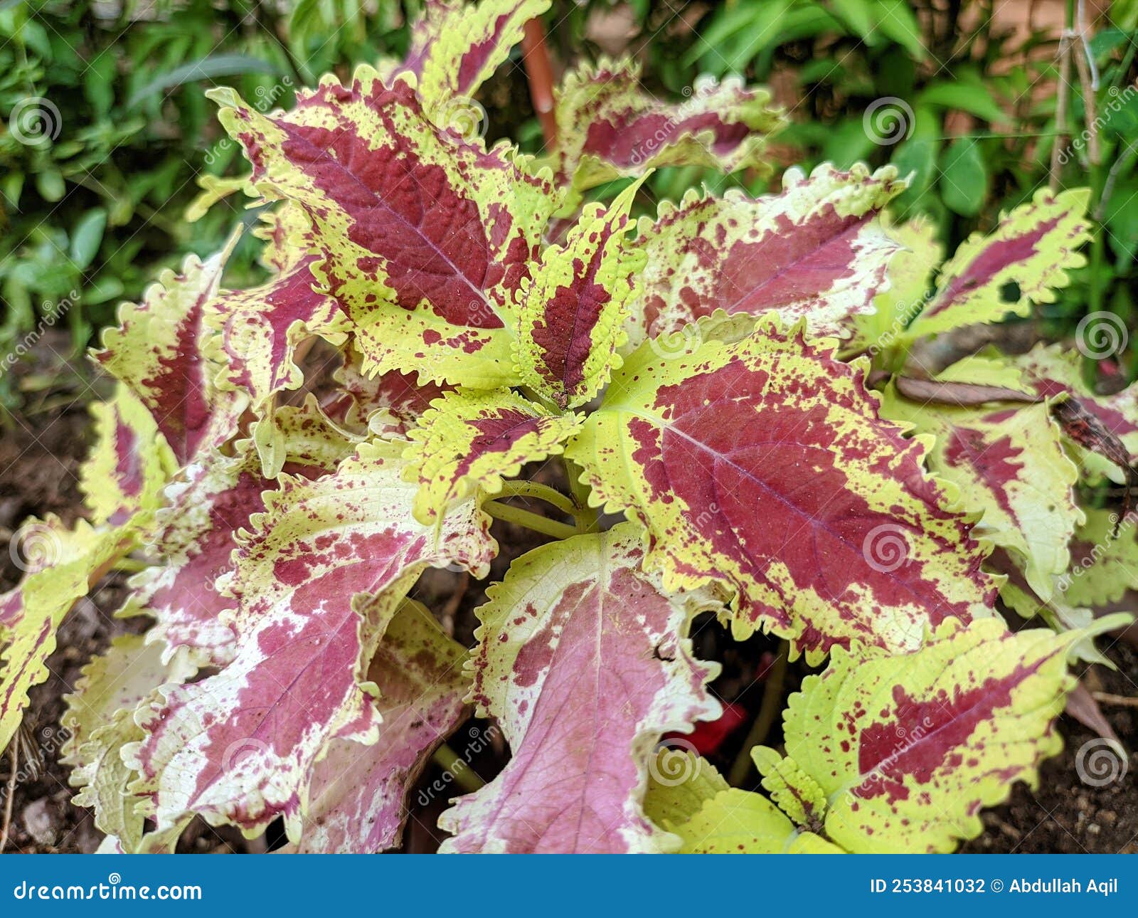 Very beautiful plant stock photo. Image of indonesia - 253841032