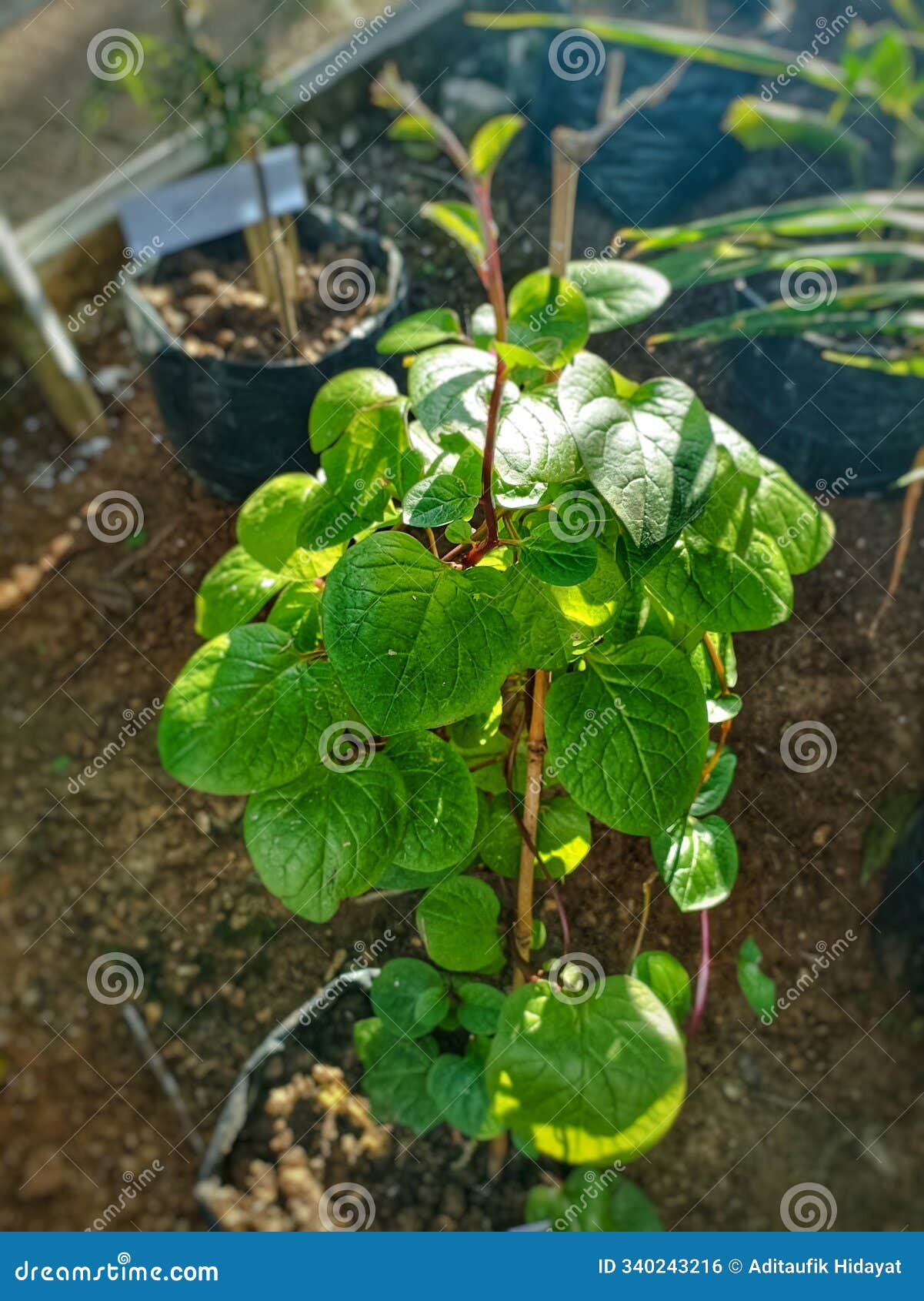 A Very Beautiful Plant and Also Has Stock Photo - Image of plant ...
