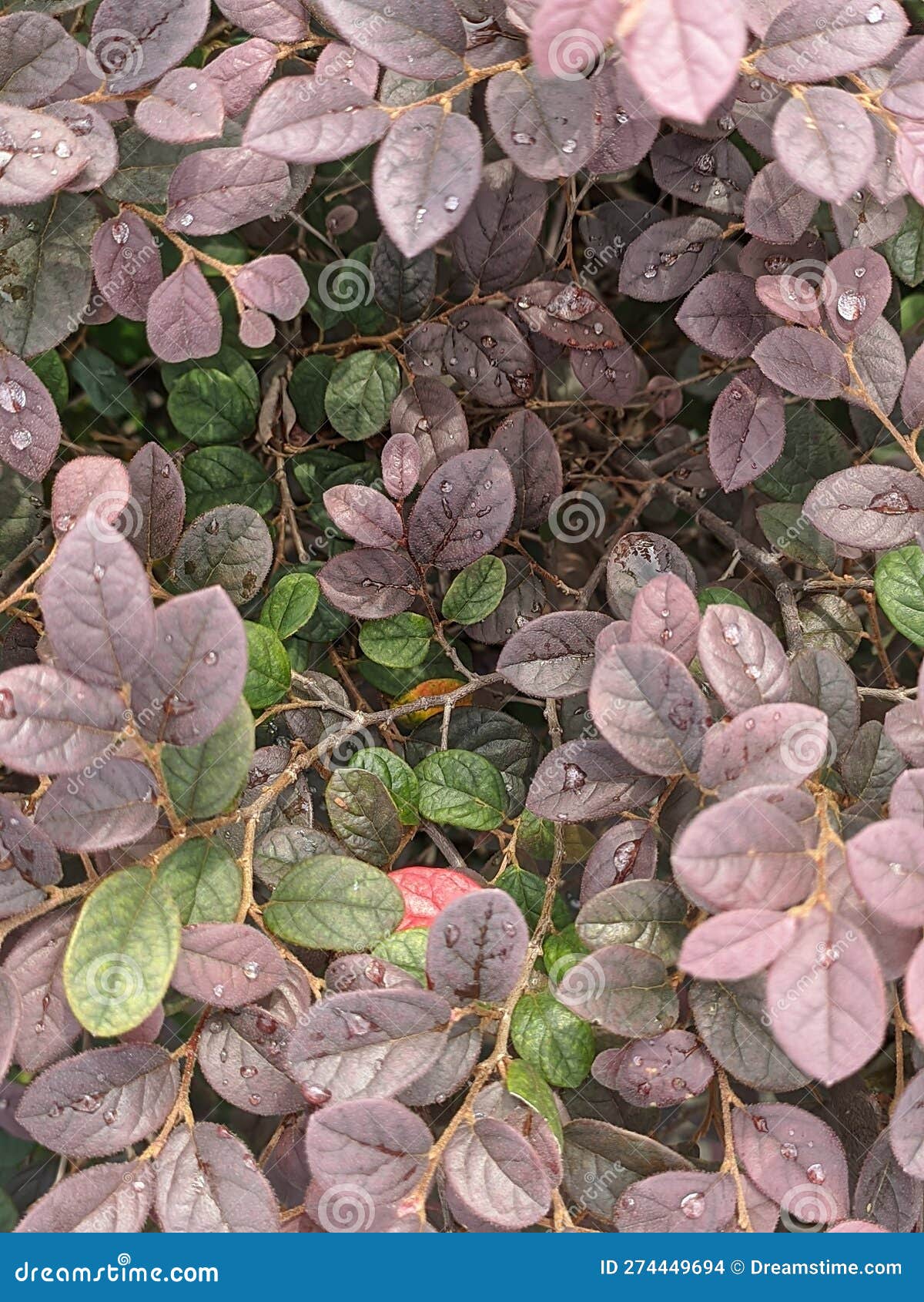 A Very Beautiful Plant Scene, Perfect for a Background Stock Photo ...