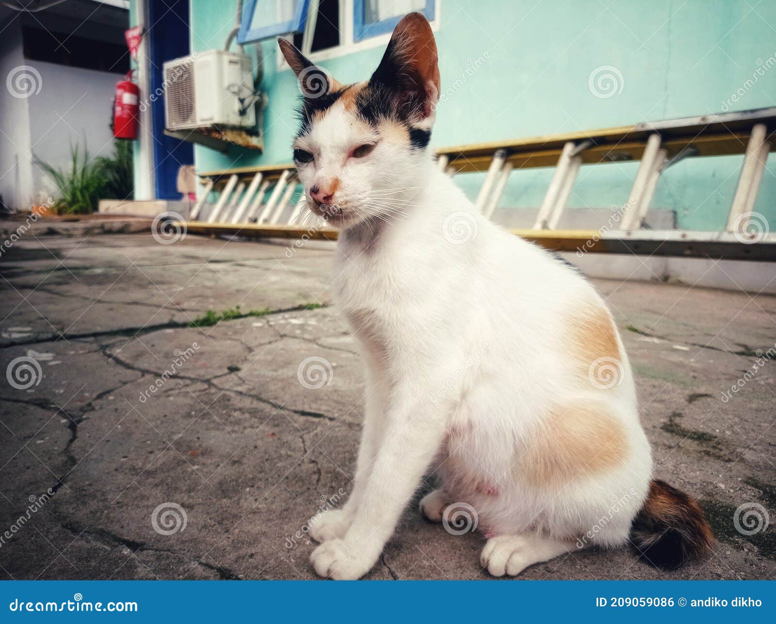A Very Beautiful and Pleasing White Cat Stock Photo - Image of ...