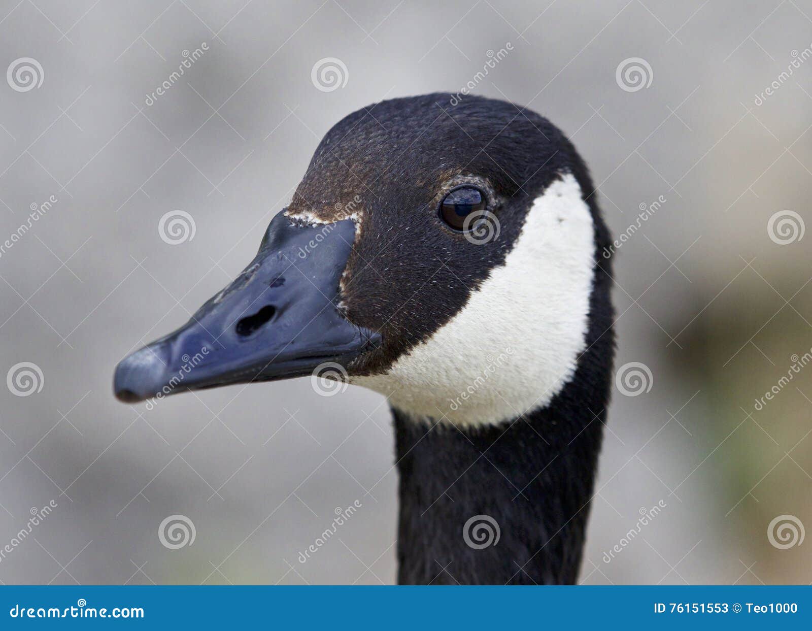 Very Beautiful Portrait of a Canada Goose Stock Image - Image of ...