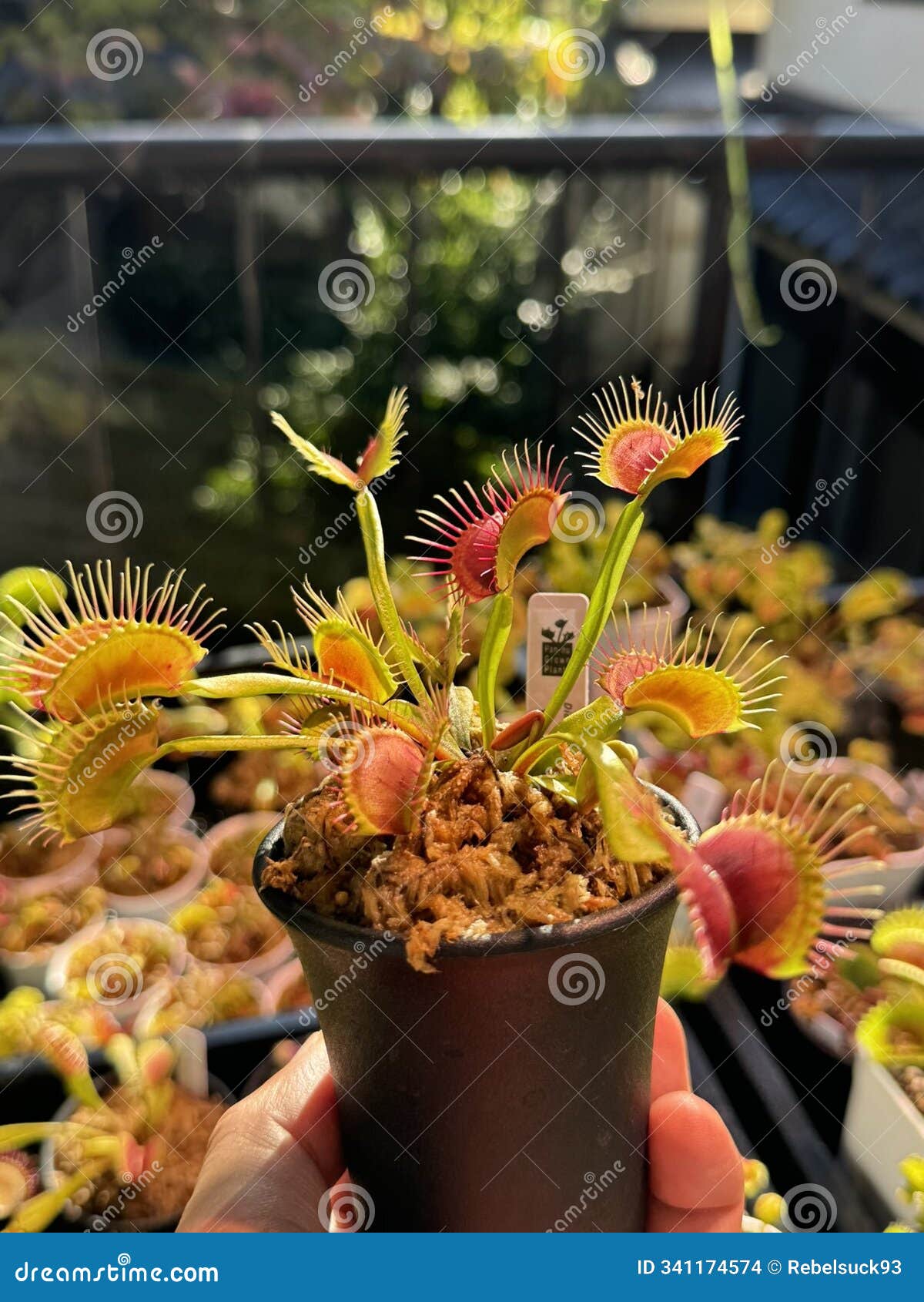 Very Beautiful and Pretty Carnivorous Plant Stock Photo - Image of ...