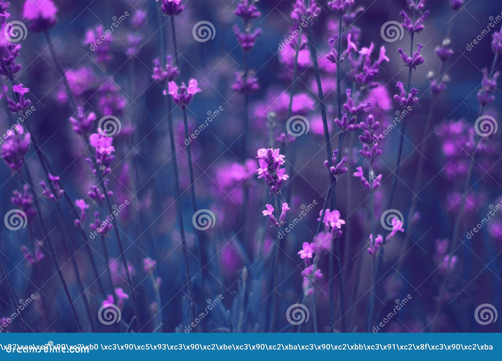 Very Beautiful Purple Lavender Stock Image - Image of blue, botanical ...