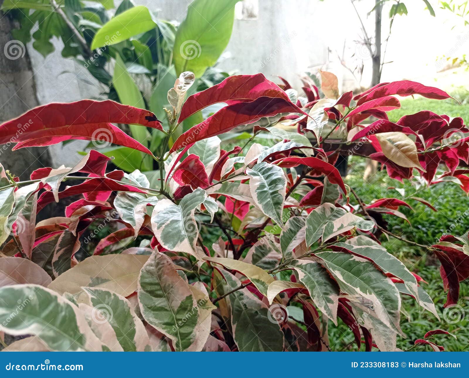 Very Beautiful Red Leaf Plan in Srilanka Stock Image - Image of produce ...