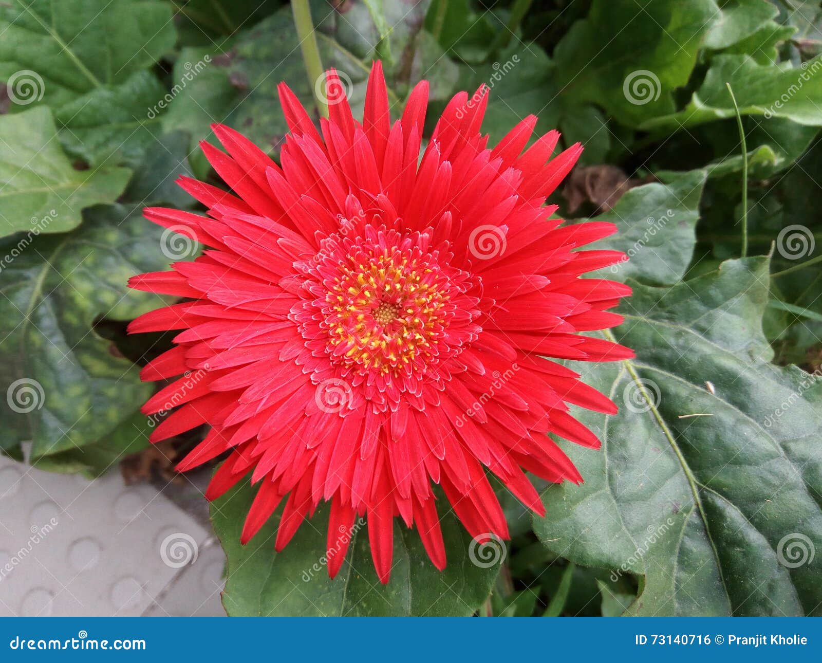 A Very Beautiful Red or Pink Type Flower. Stock Photo - Image of ...