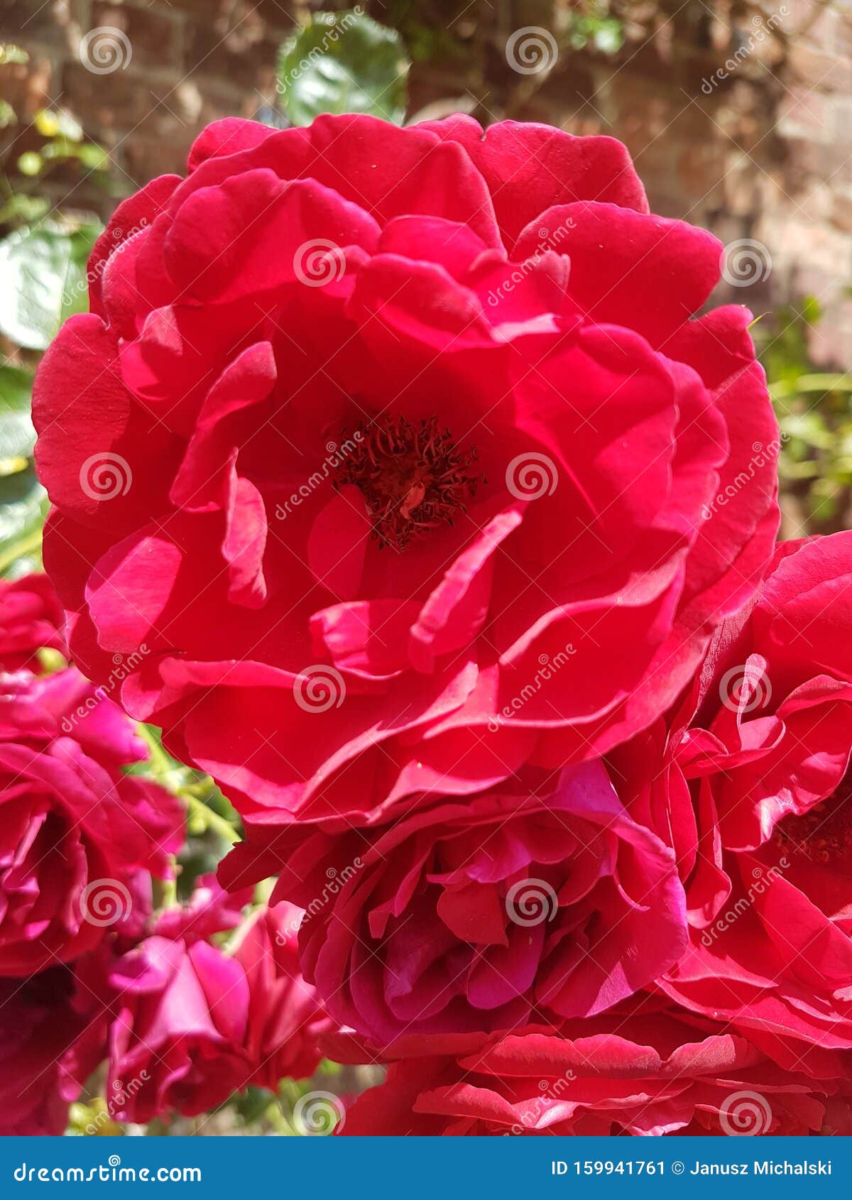 Very beautiful red rose stock image. Image of rose, beautiful - 159941761