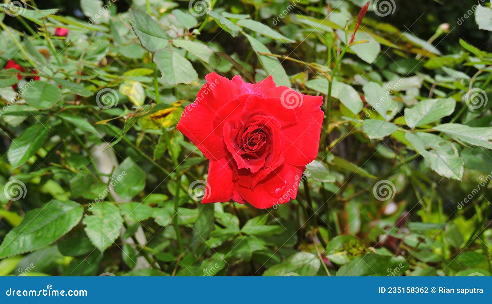 Very beautiful red roses stock photo. Image of garden - 235158362