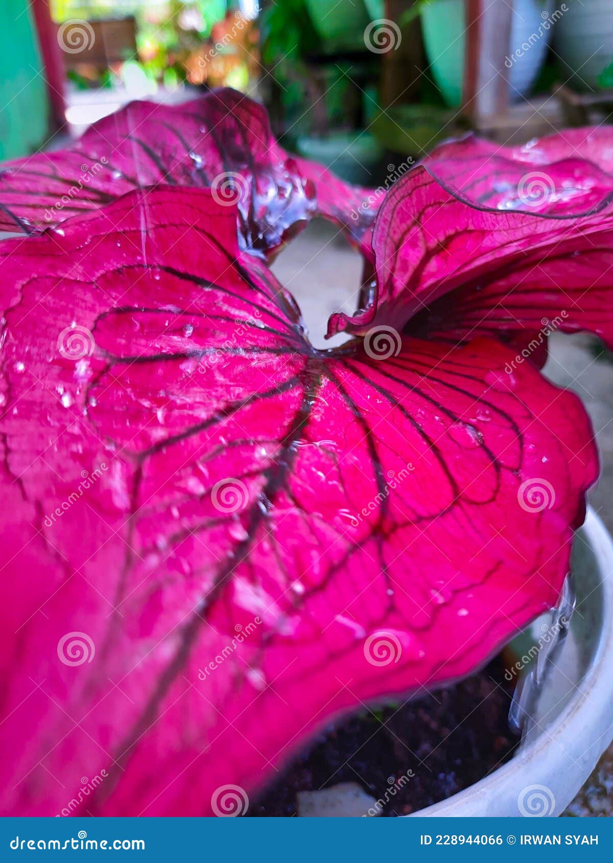 Very Beautiful Red Taro Leaves Stock Photo - Image of indah, yang ...
