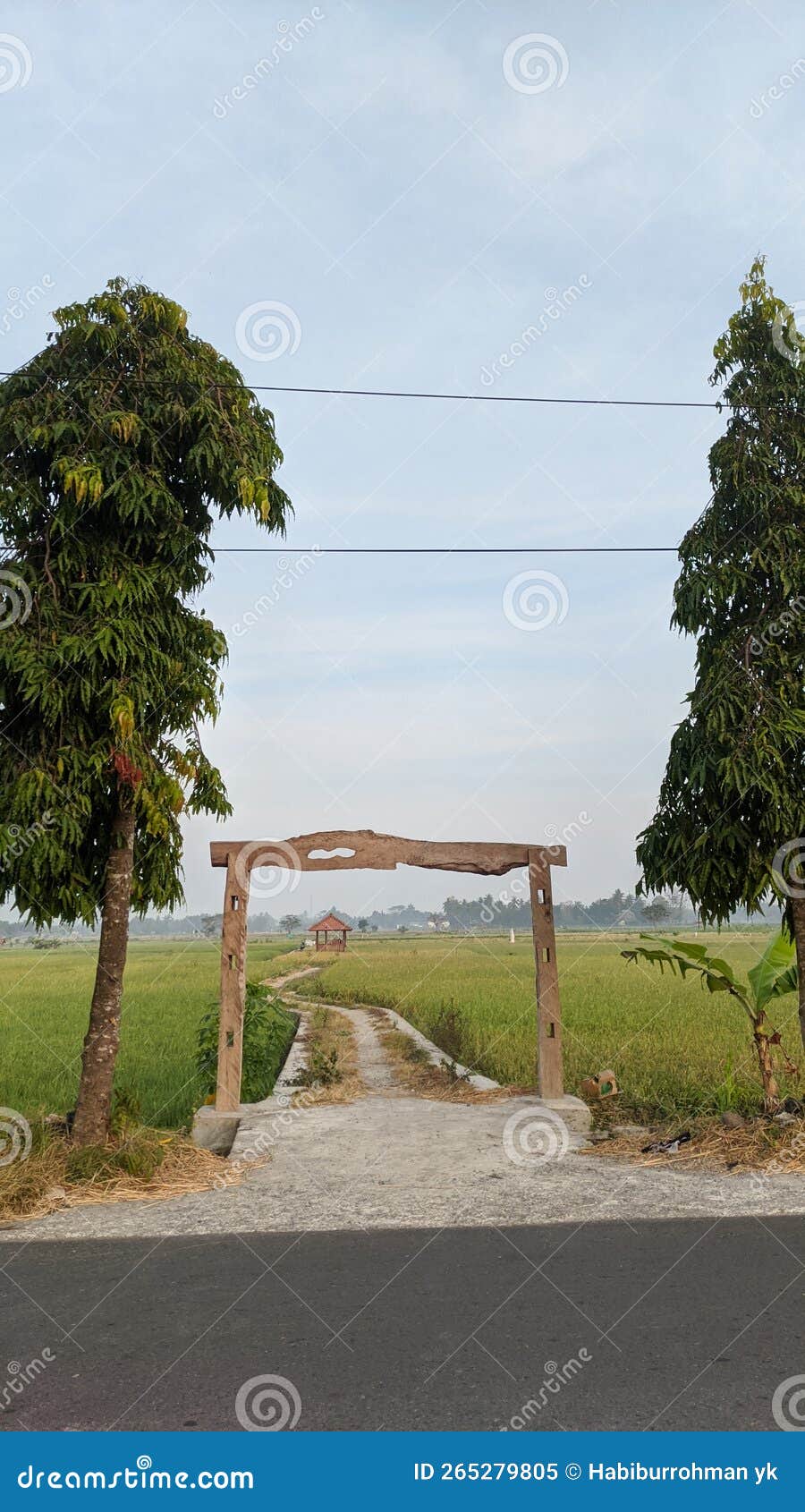 Very Beautiful Rice Field View with Sunrise Stock Image - Image of ...