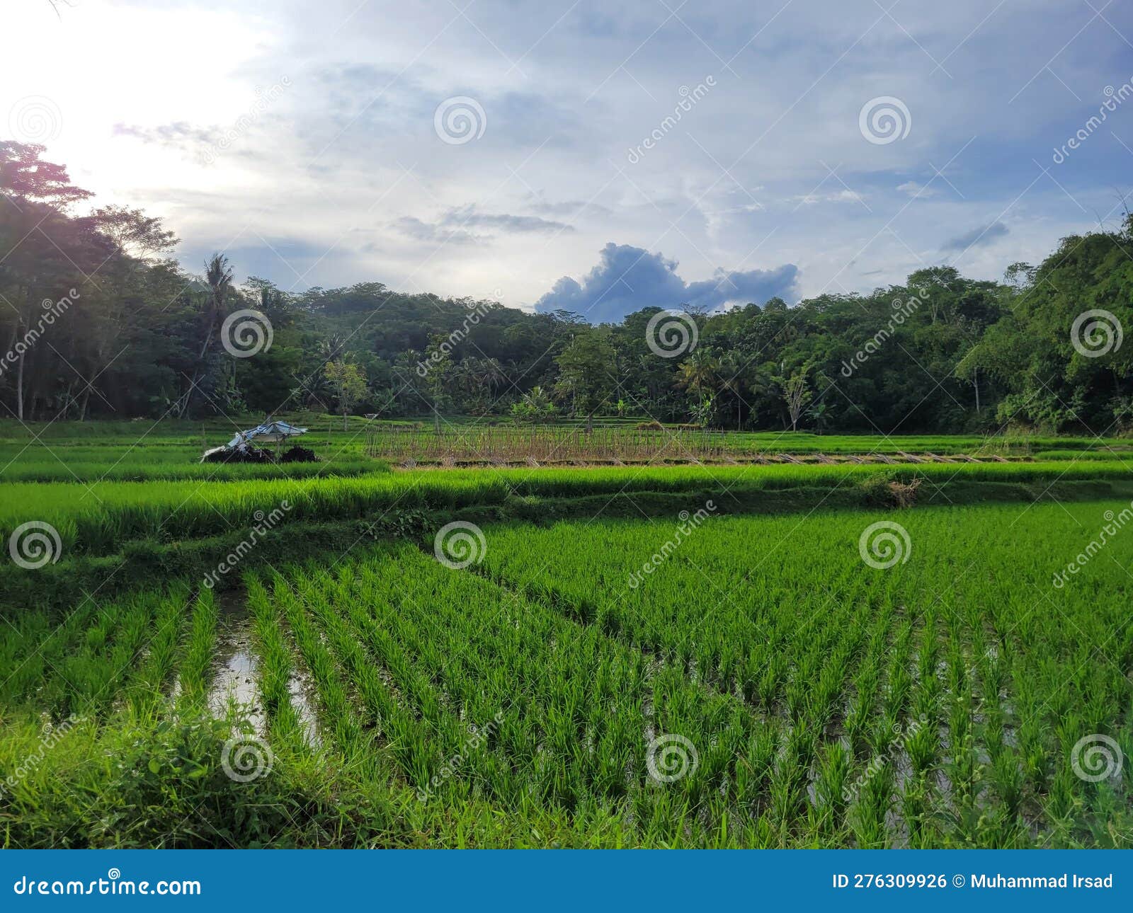 Very Beautiful Rice Fields Which are Very Cool Stock Photo - Image of ...