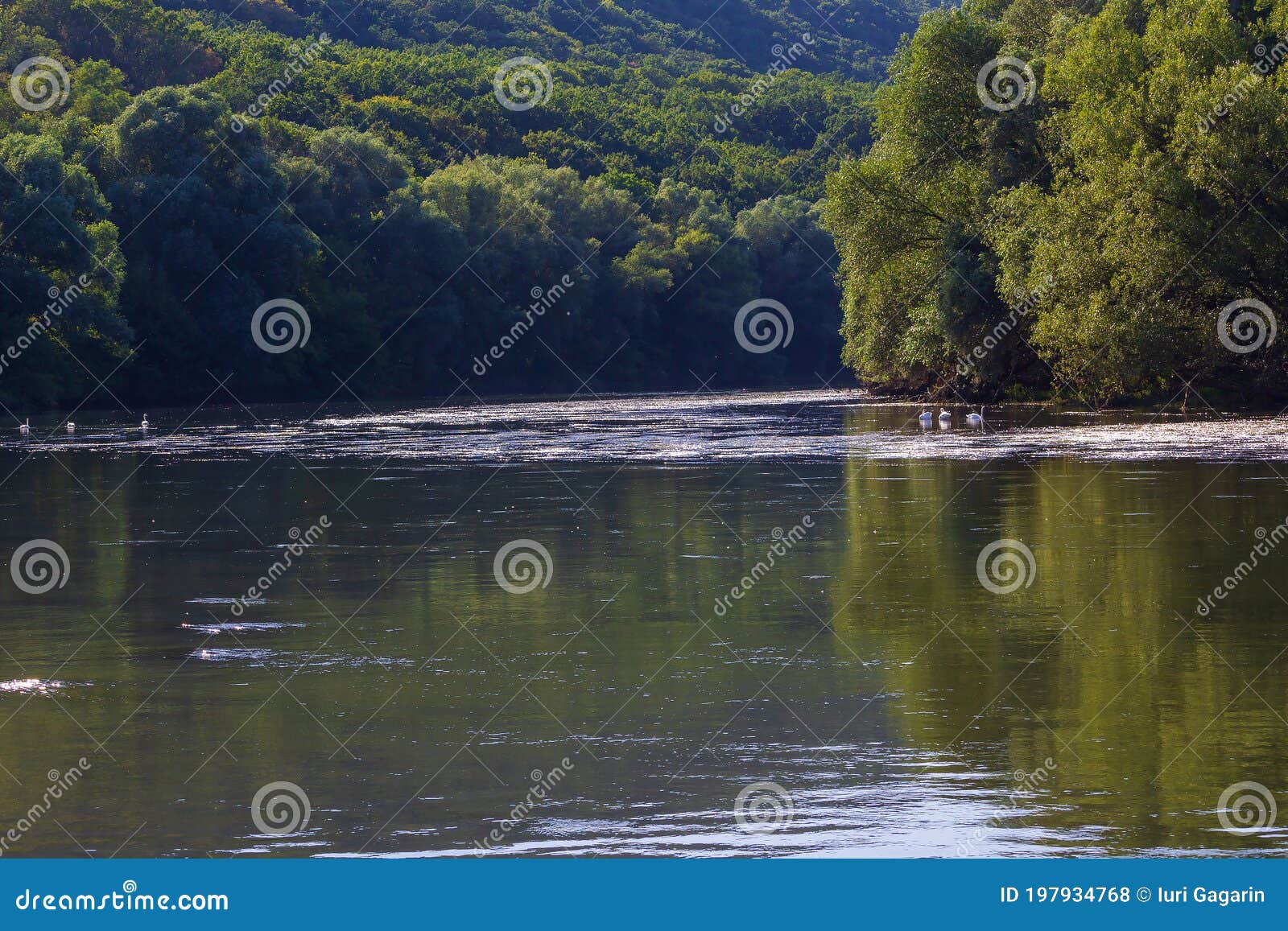 Very Beautiful River Water Surface. Natural Green Background Stock ...