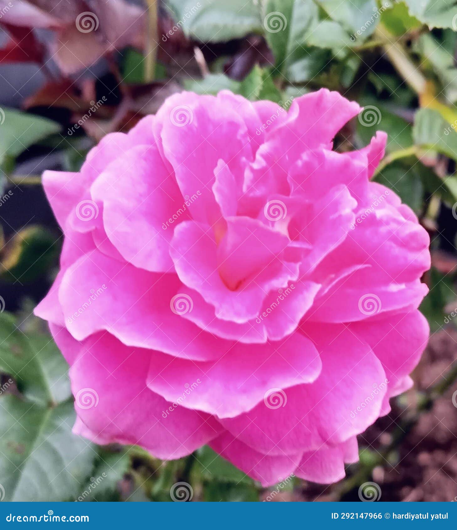 Very Beautiful and Beautiful Rose Flower Plants Stock Photo - Image of ...