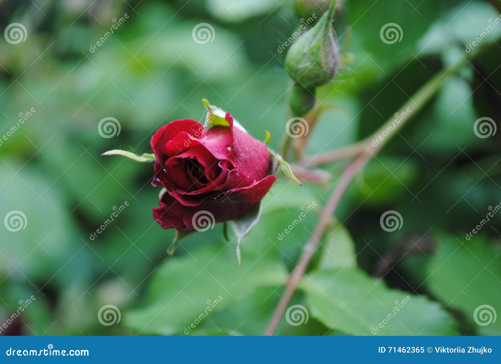 Very beautiful rosebud stock image. Image of rosebud - 71462365