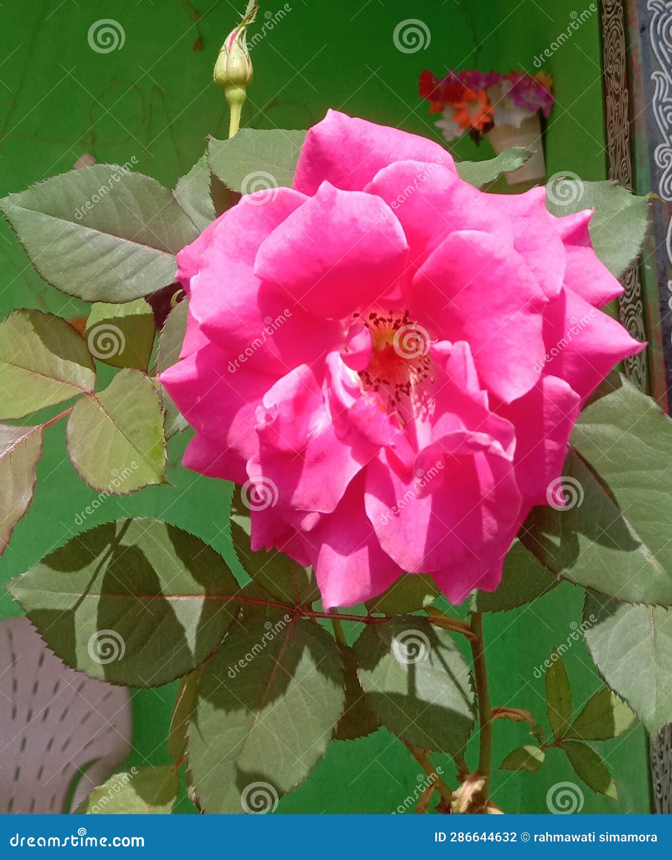 Very beautiful roses stock photo. Image of beautiful - 286644632