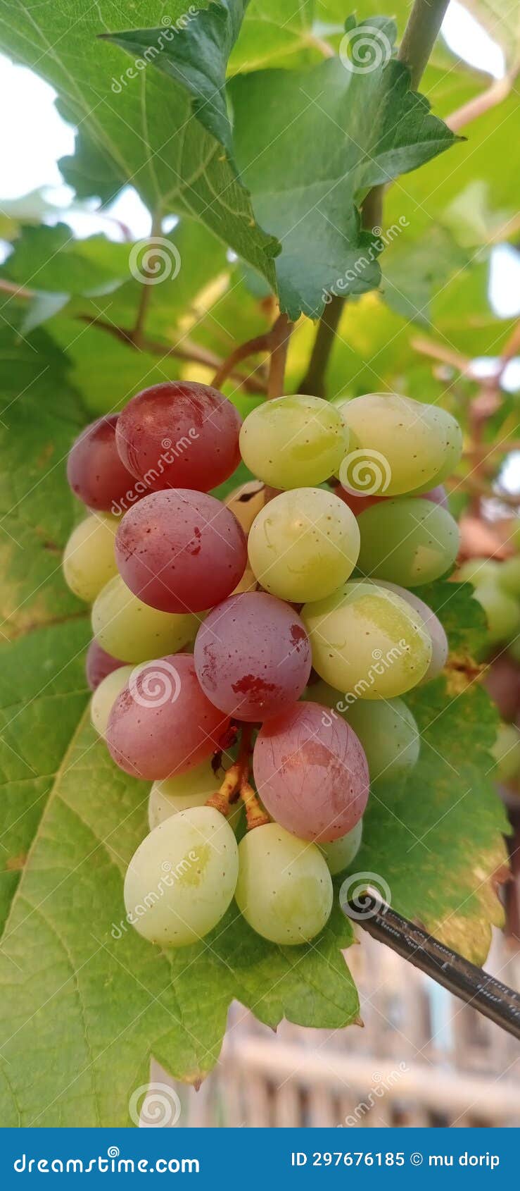 Very Beautiful and Round Grape Color Stock Image - Image of round ...