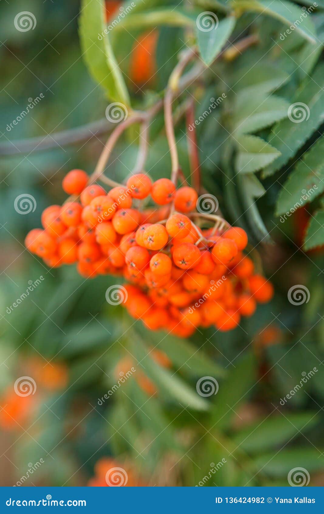 Very Beautiful Rowan Berries in Summer, a Bunch of Rowan on a Tree ...