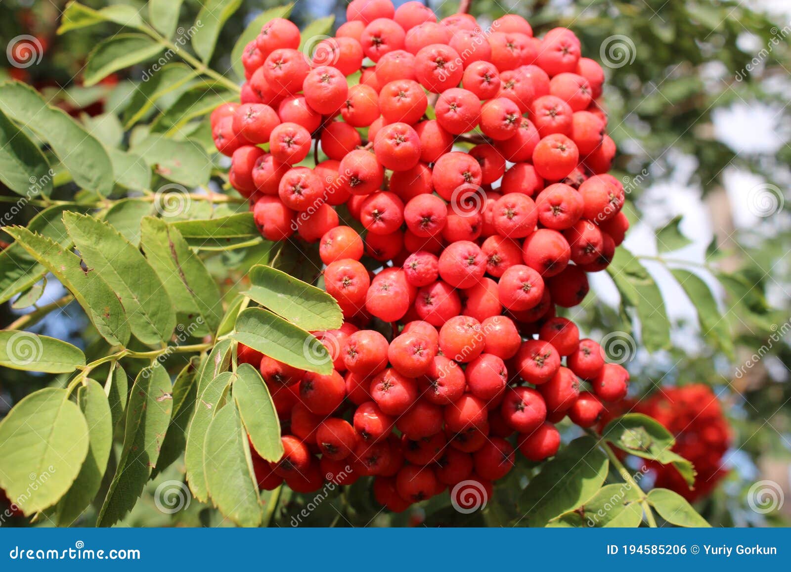 Very Beautiful Rowan in Summer Stock Photo - Image of summer, garden ...