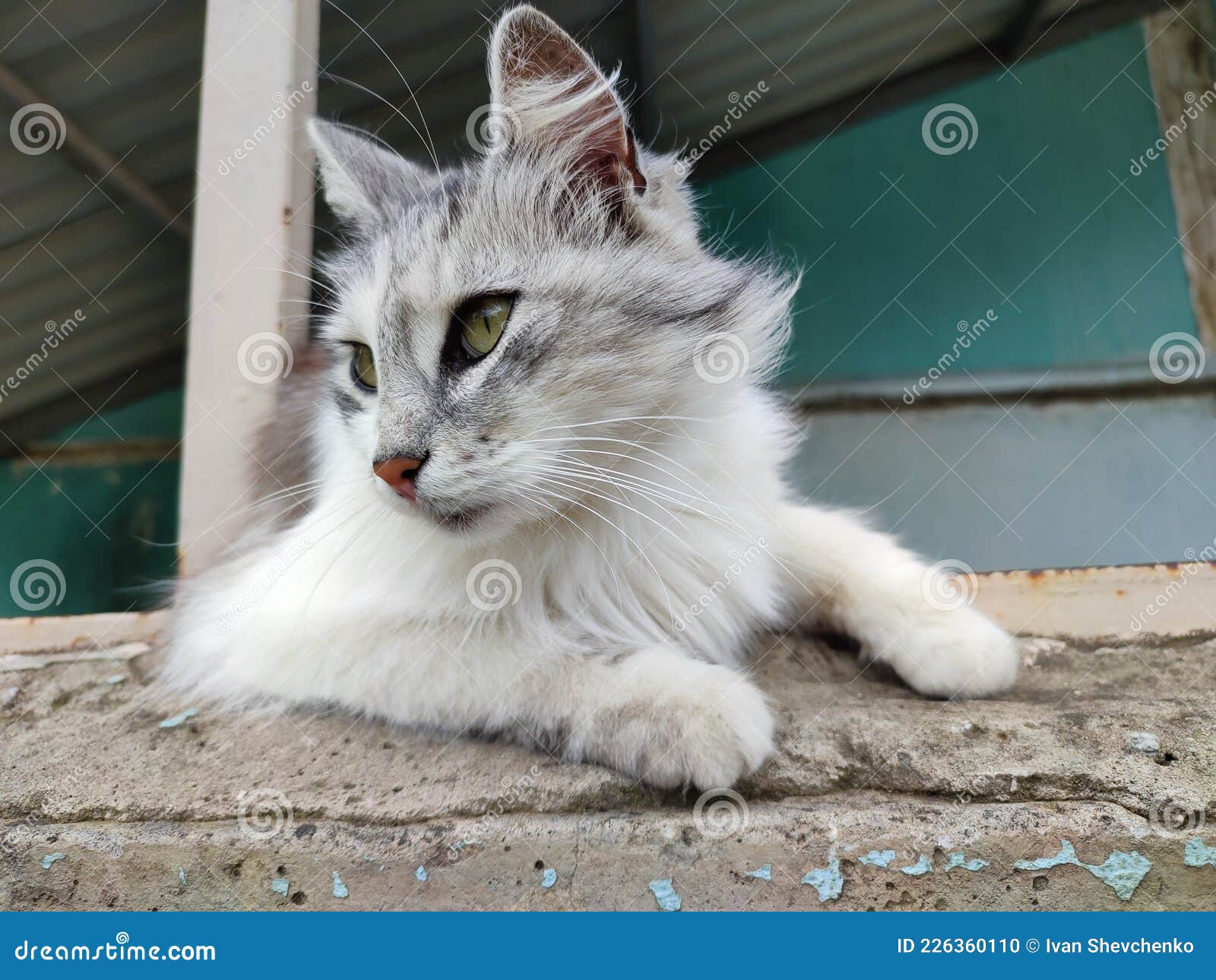 Very Beautiful Sad Cute and Brooding Little Cat Stock Photo - Image of ...