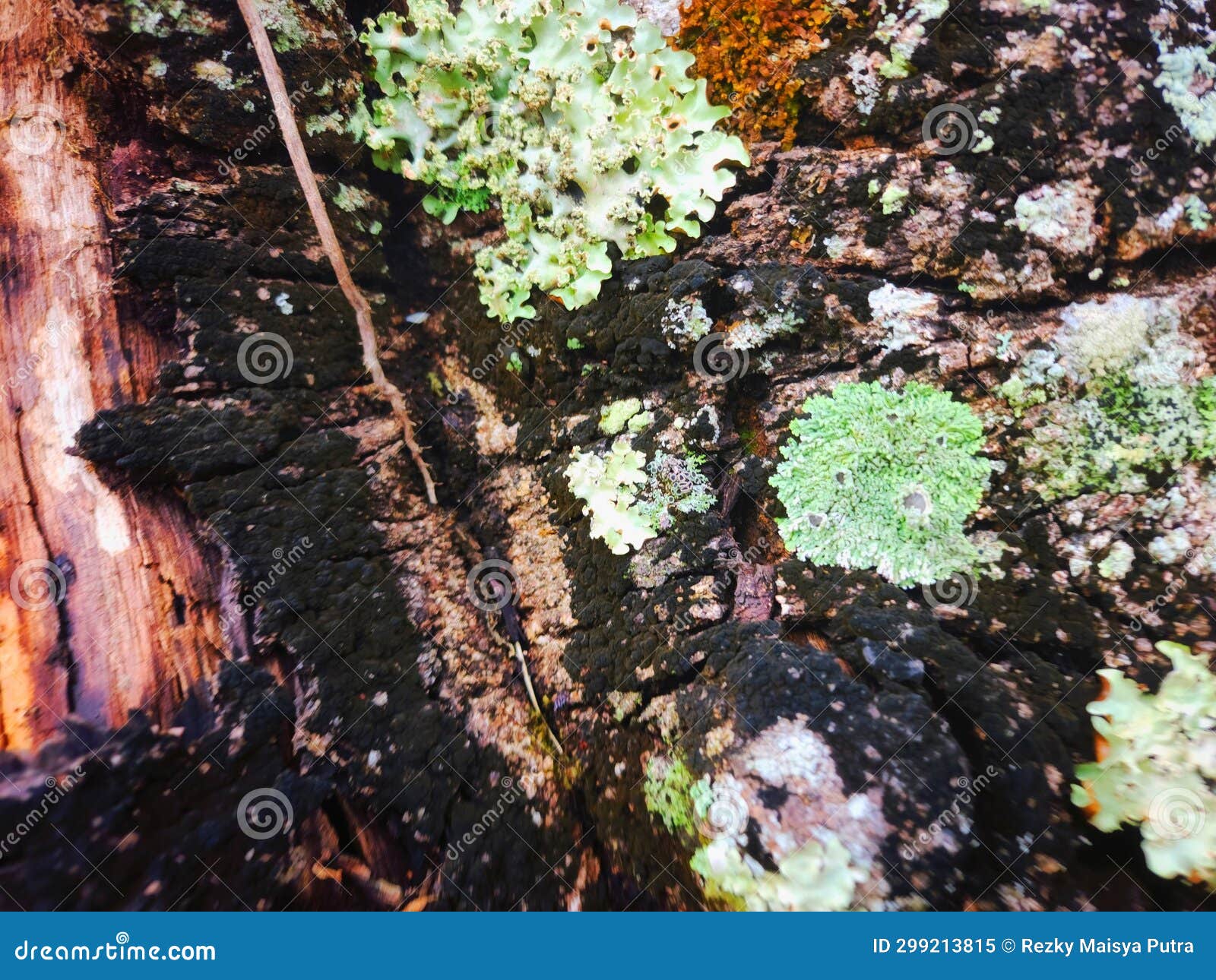 A Very Beautiful Setting Formed from Dry Bark in the Forests of Sumatra ...