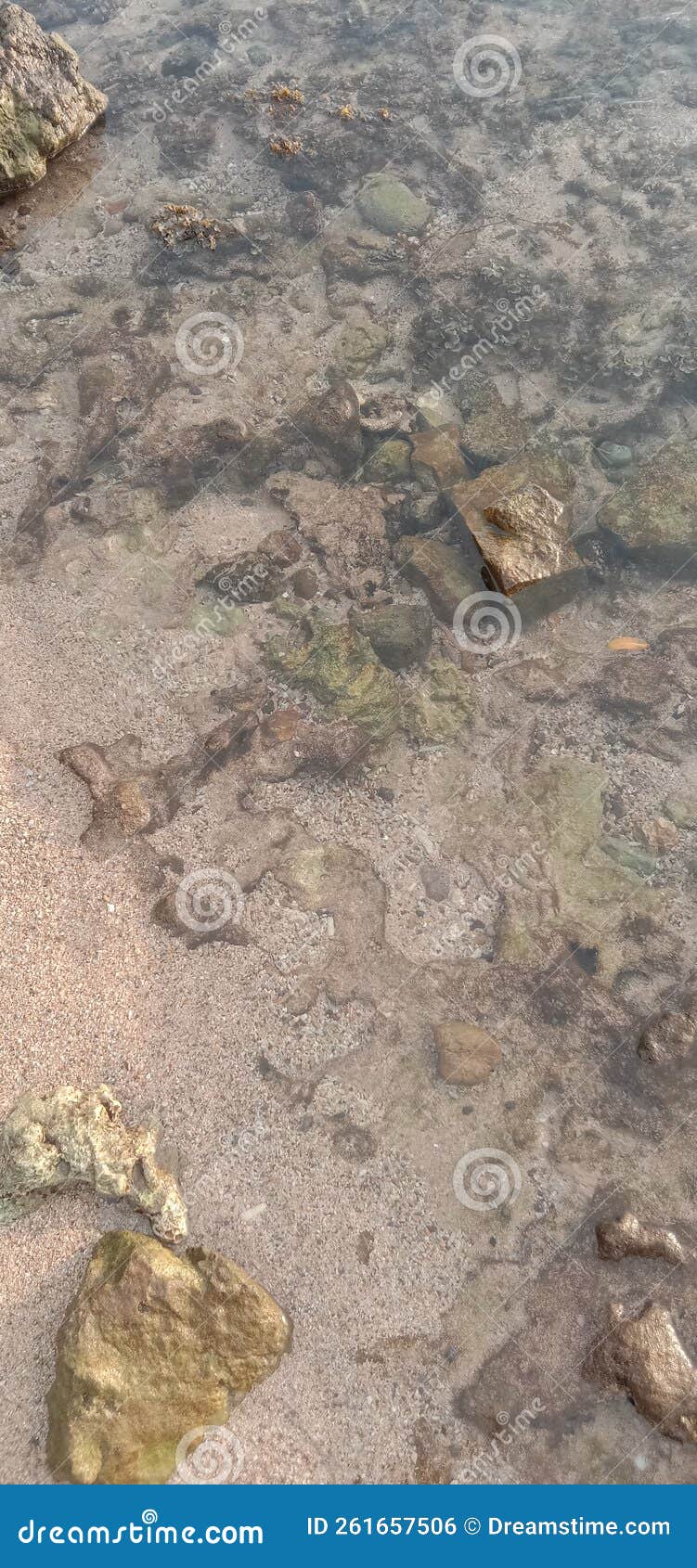 Very Beautiful Shell Seabed Stock Photo - Image of reptile, soil: 261657506