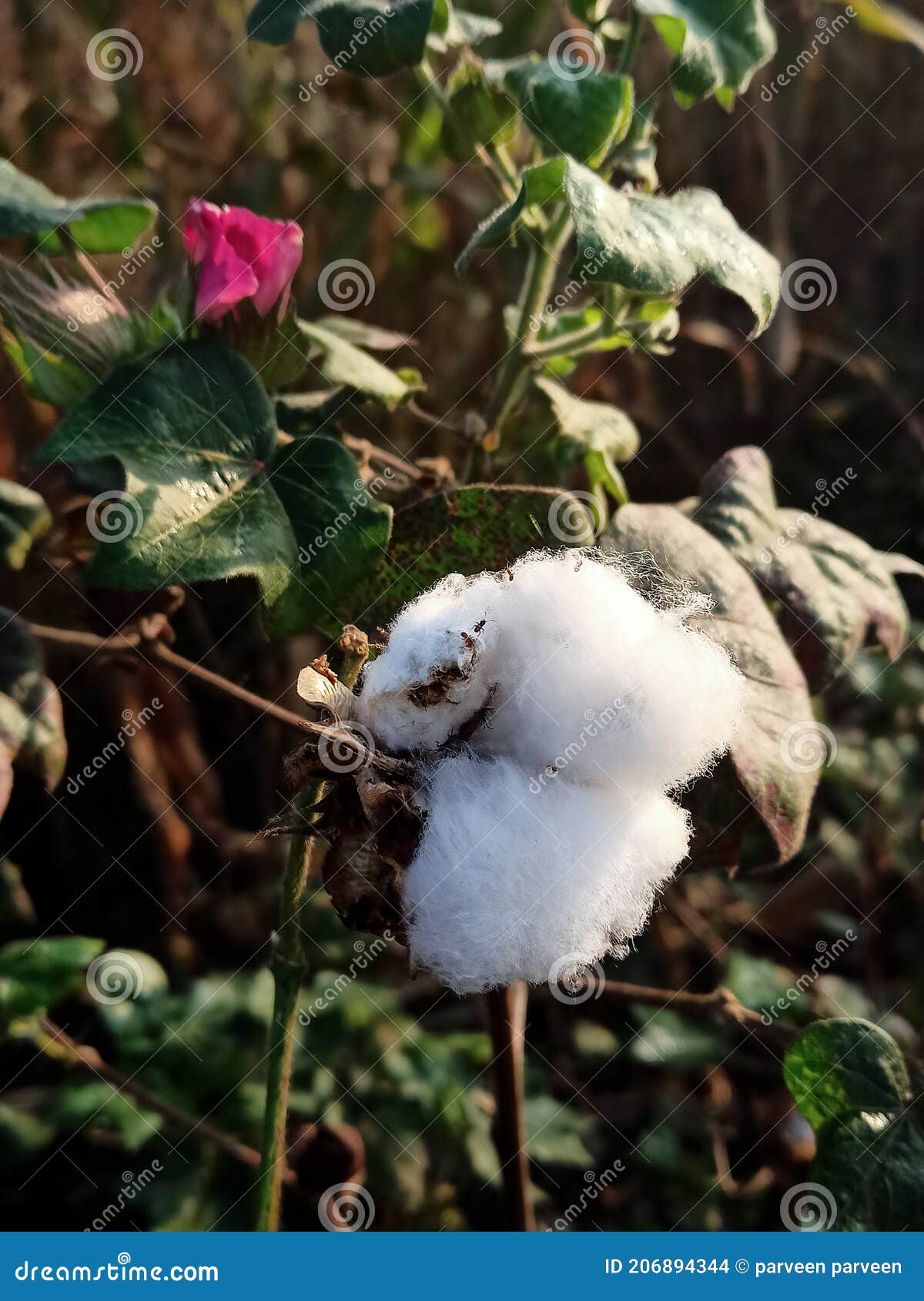 Very Beautiful Small Cotton Plant Stock Photo - Image of cotton, plant ...