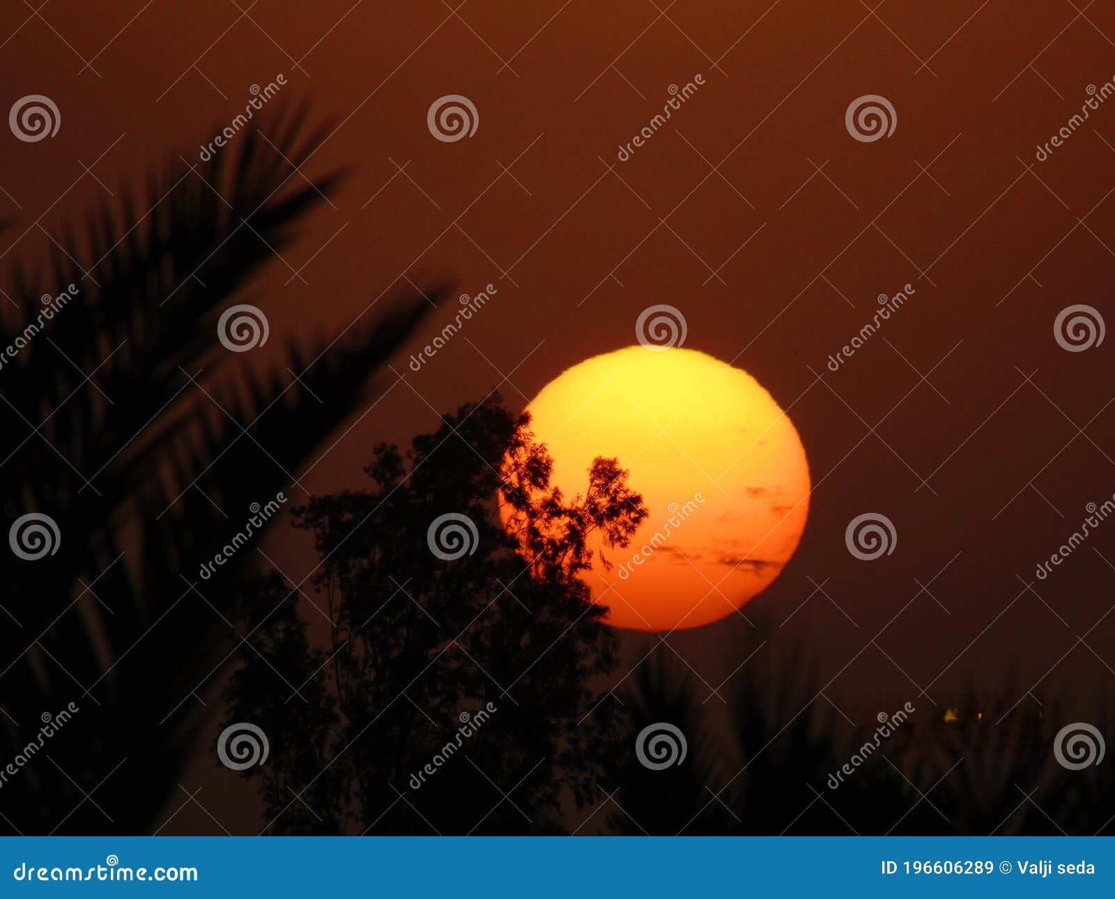Very Beautiful Sun Set in Tree Top. Stock Image - Image of tree ...