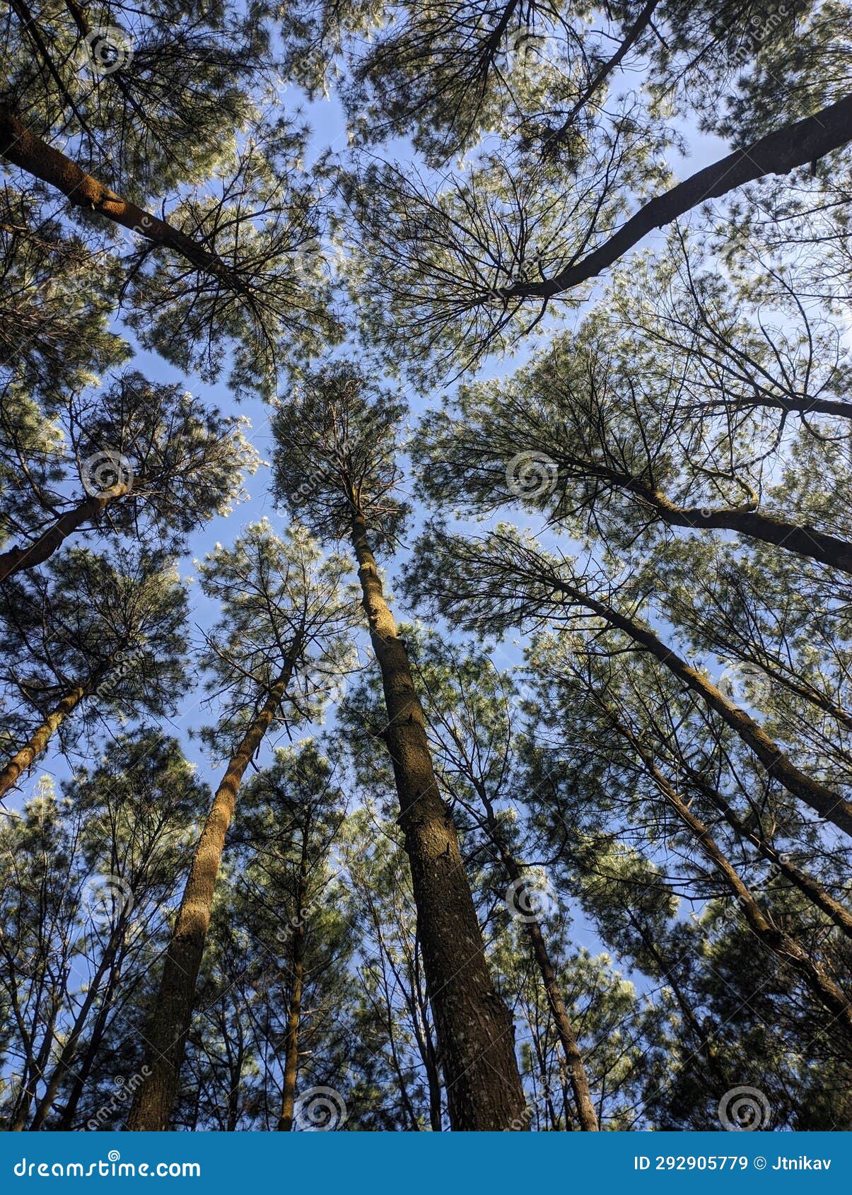 Very beautiful tall tree stock image. Image of forest - 292905779