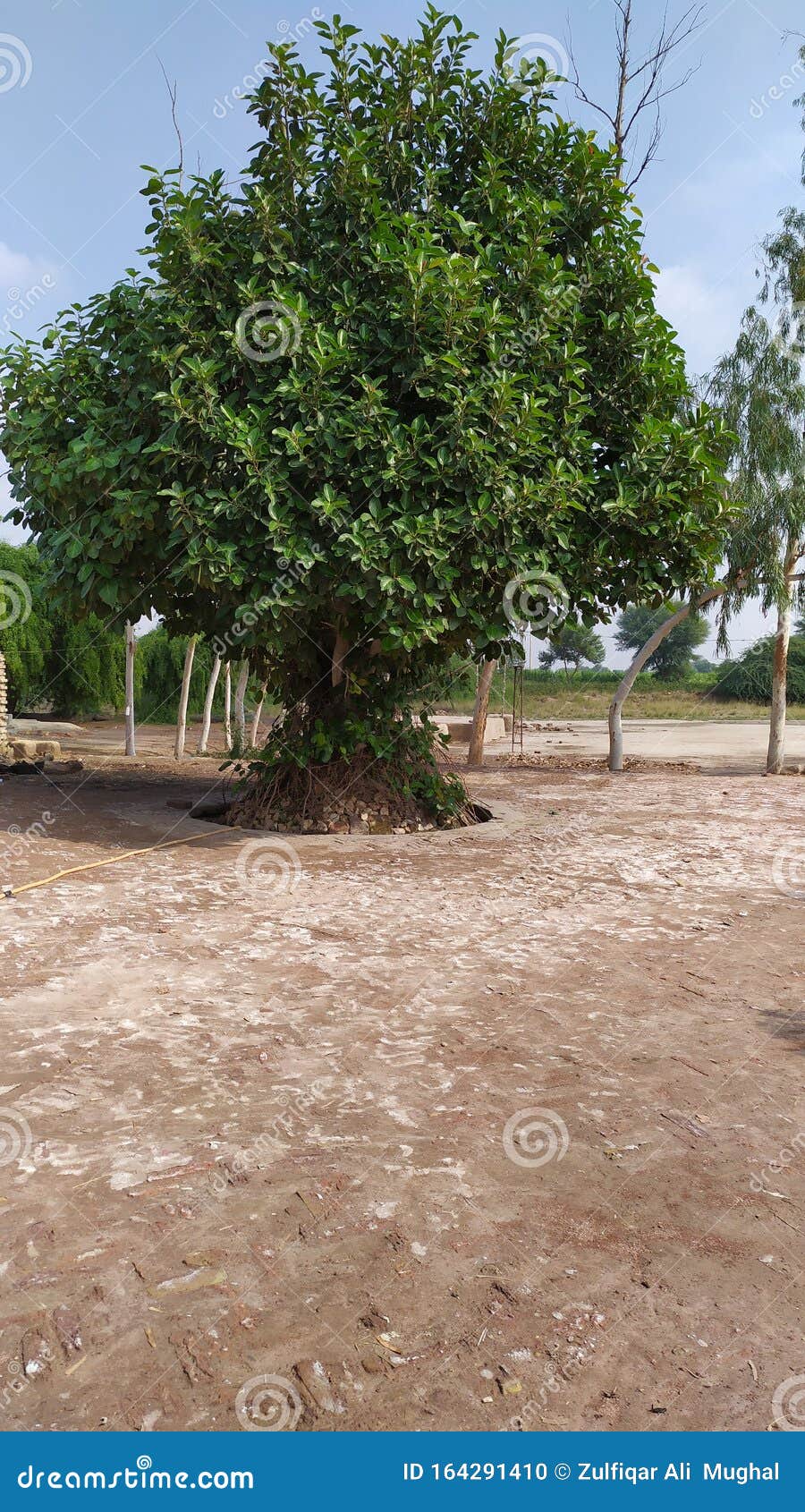 The Young Banyan Tree Takes Root From The Branches To The Ground. Crown ...