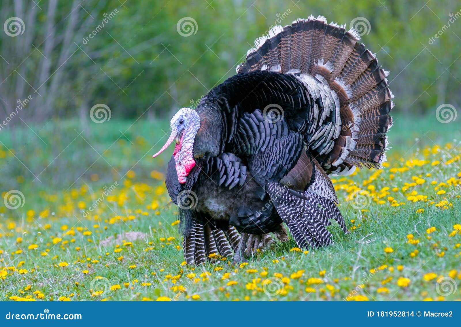 Very Beautiful Tom-turkey in the Field Stock Photo - Image of meat ...