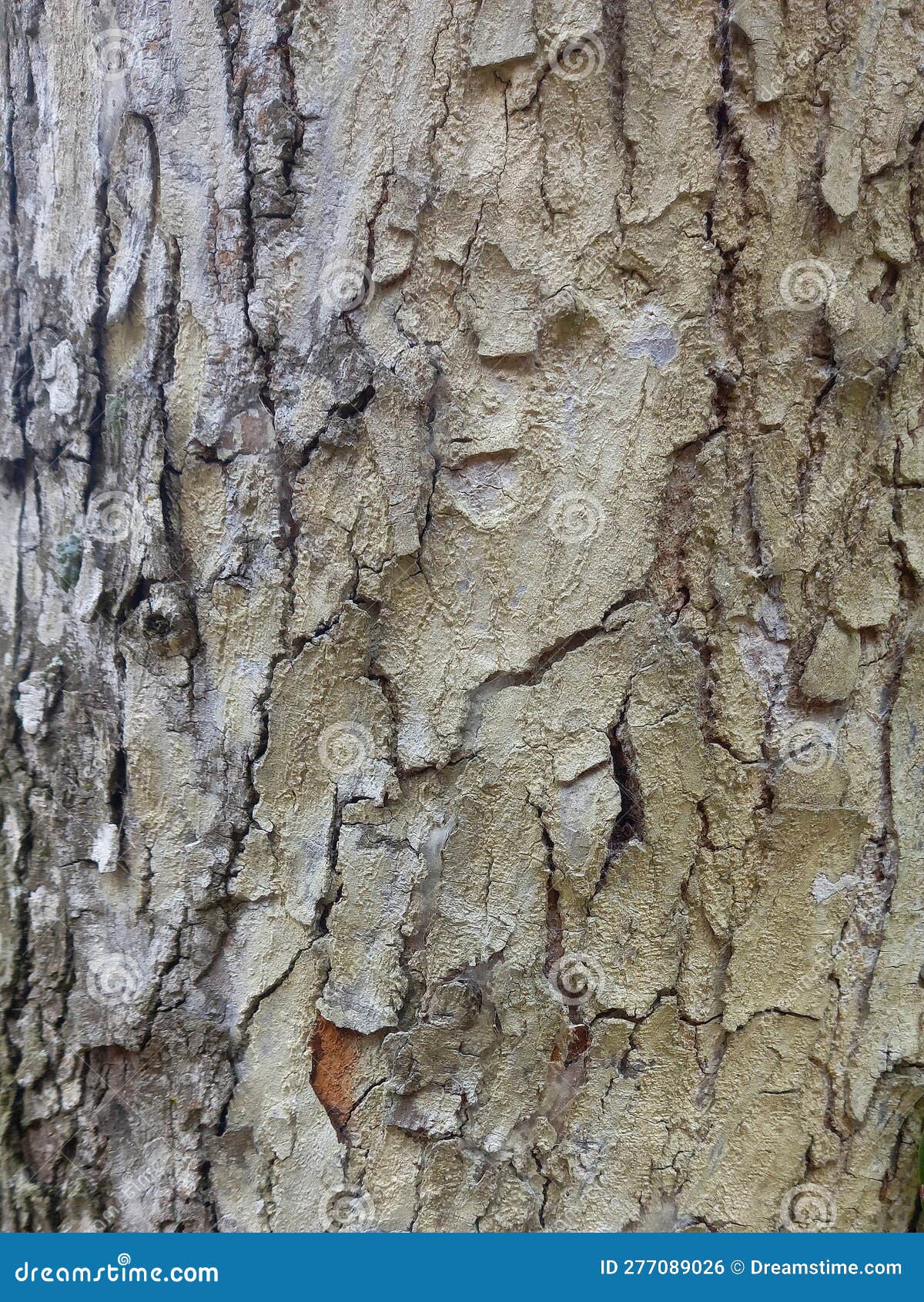 Very Beautiful Tree Bark Background Stock Photo - Image of bark, trunk ...