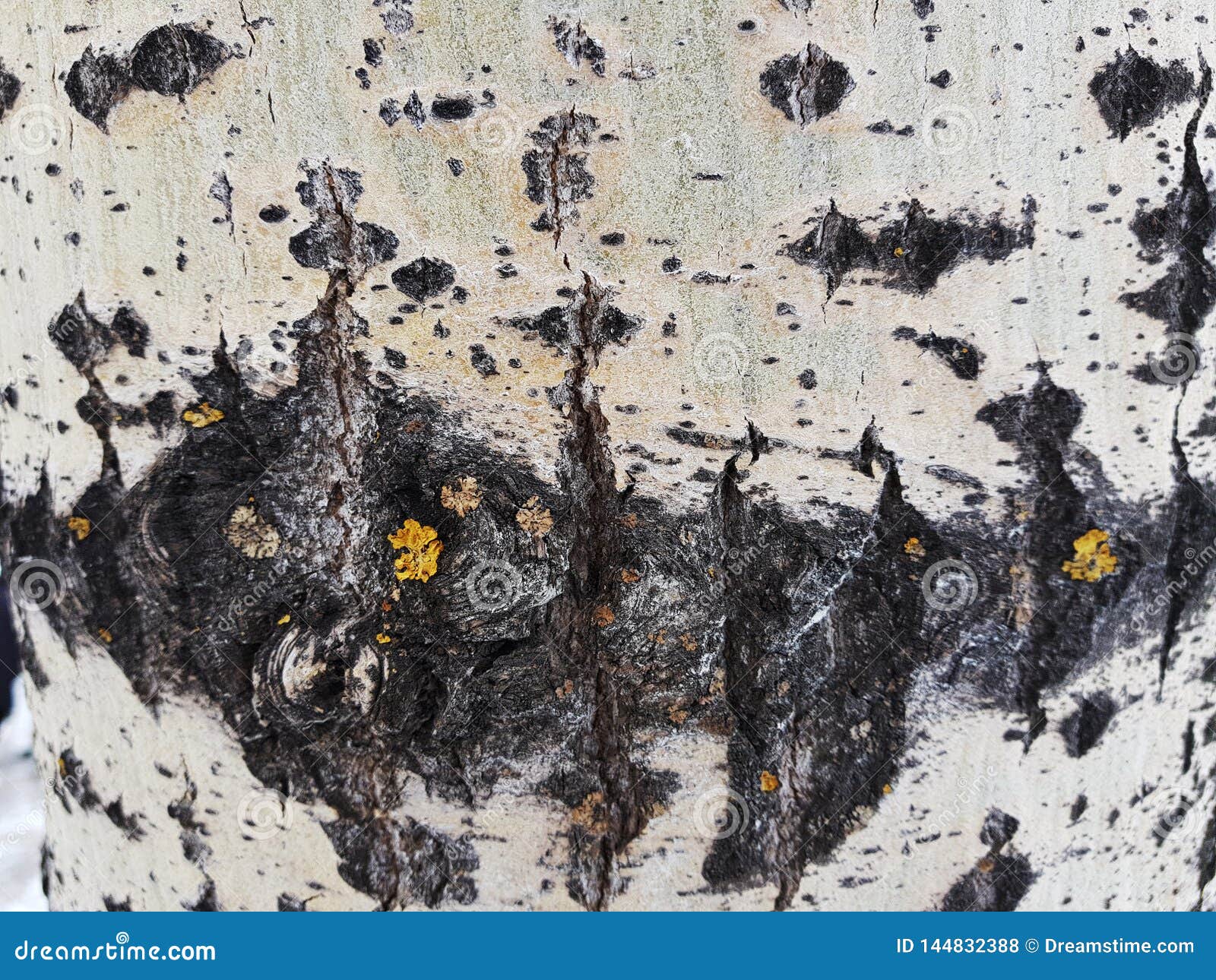 Beautiful Texture of Tree Bark with Moss and Mold Stock Photo - Image ...