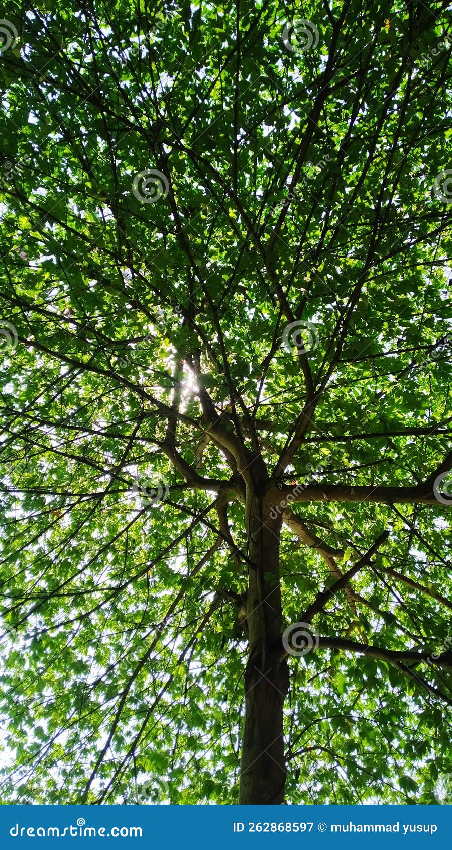 Very Beautiful Tree Branches Stock Image - Image of forest, plant ...