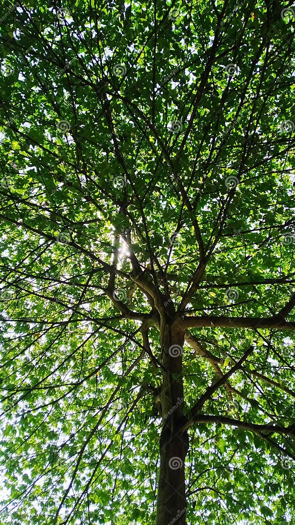 Very Beautiful Tree Branches Stock Image - Image of forest, plant ...