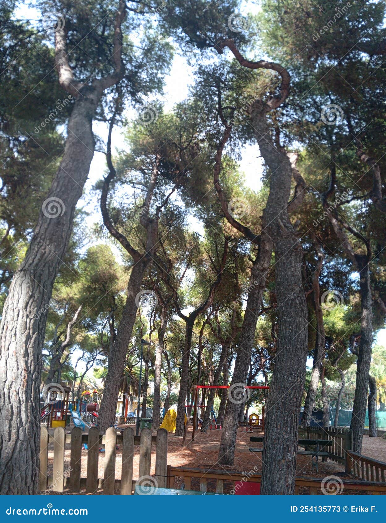 Very Beautiful Tree in the Park Stock Image - Image of batree, park ...