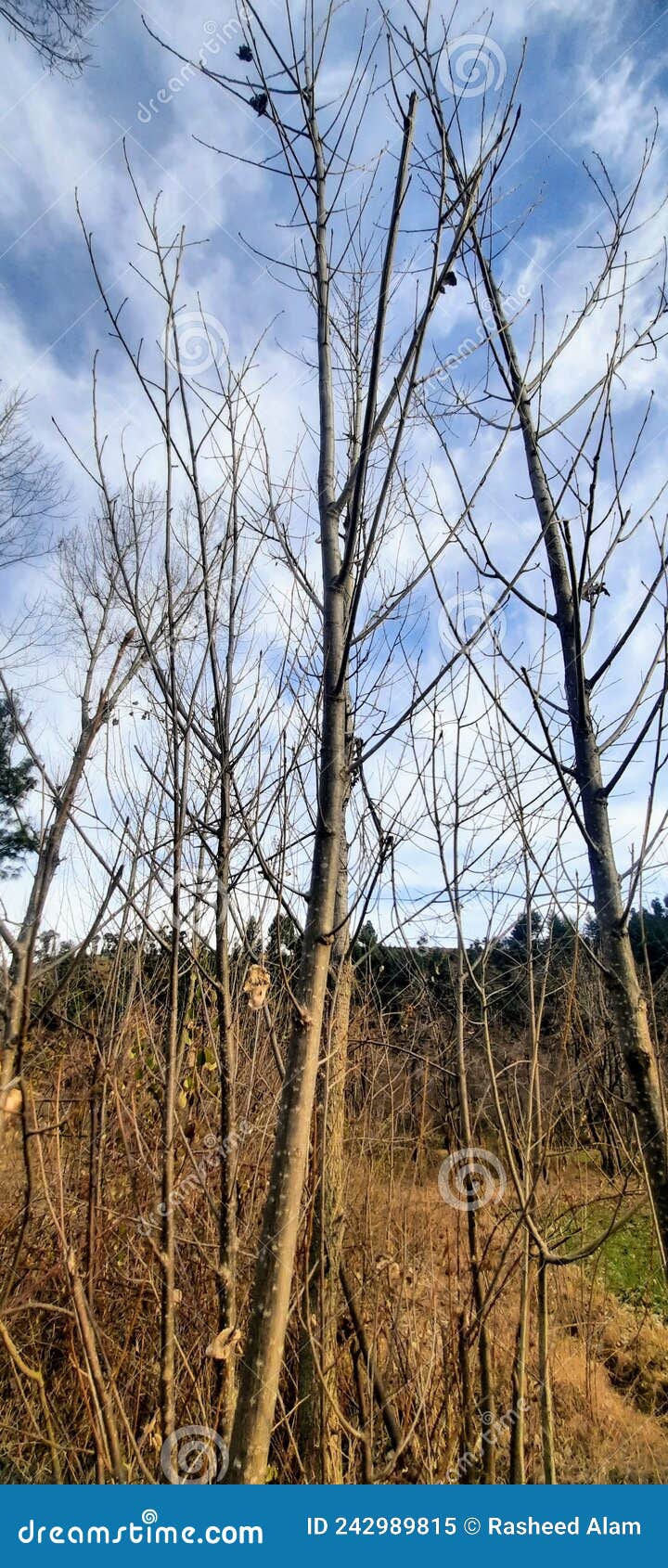 Very Beautiful Tree with Sky Scenery Stock Image - Image of meadow ...