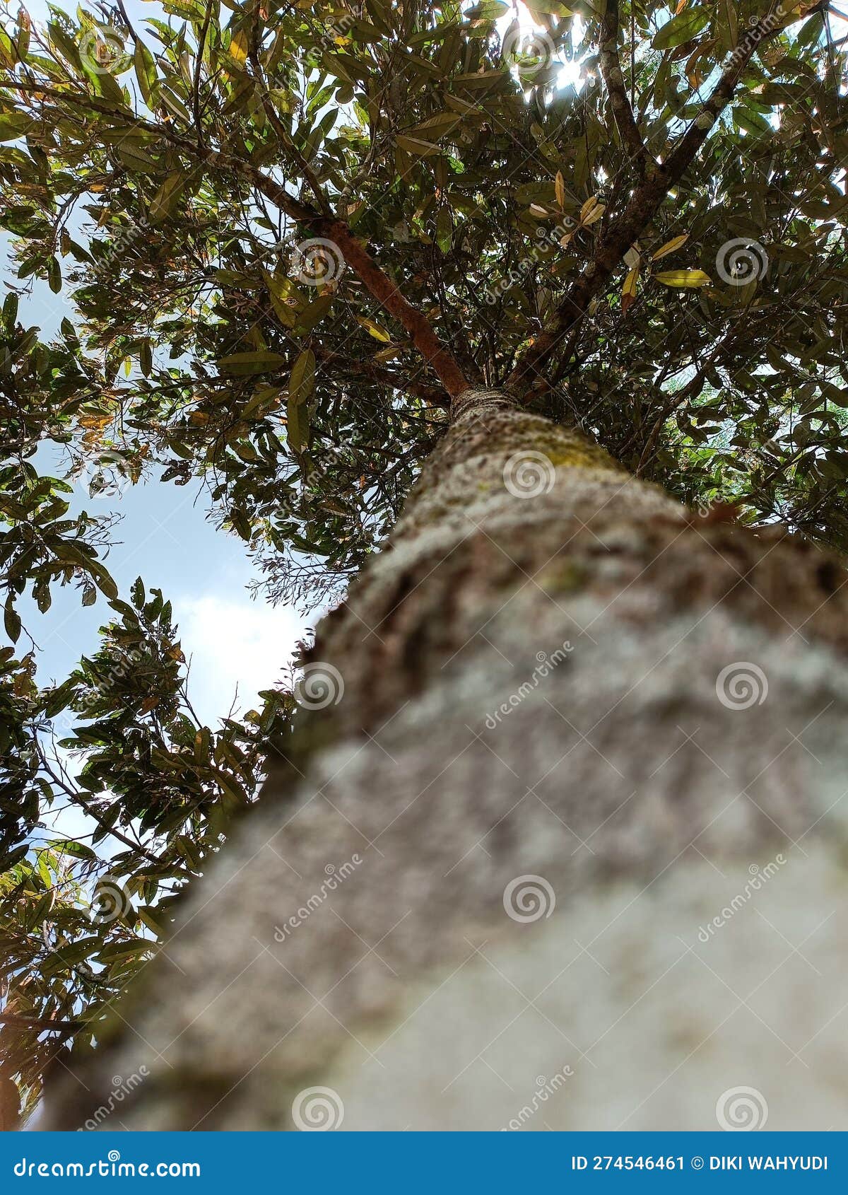 Very Beautiful Tree To Look at Stock Image - Image of natural, look ...