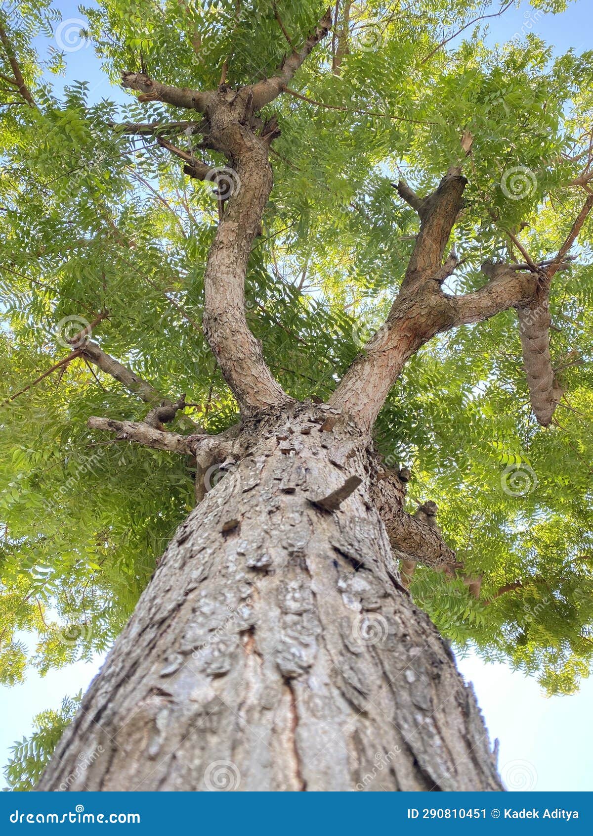 Very beautiful tree stock image. Image of shrub, tree - 290810451