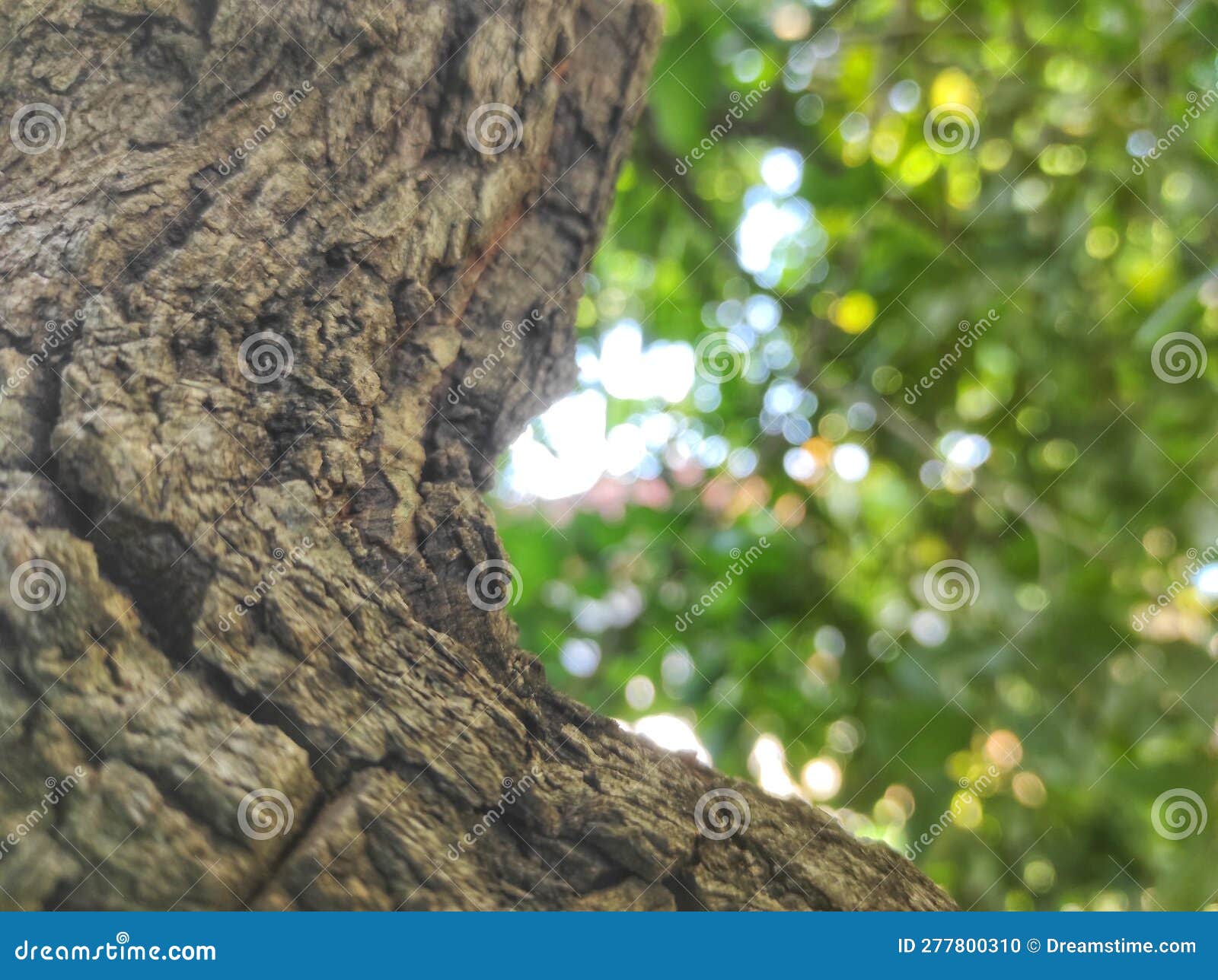 Very beautiful tree trunk stock photo. Image of beautiful - 277800310