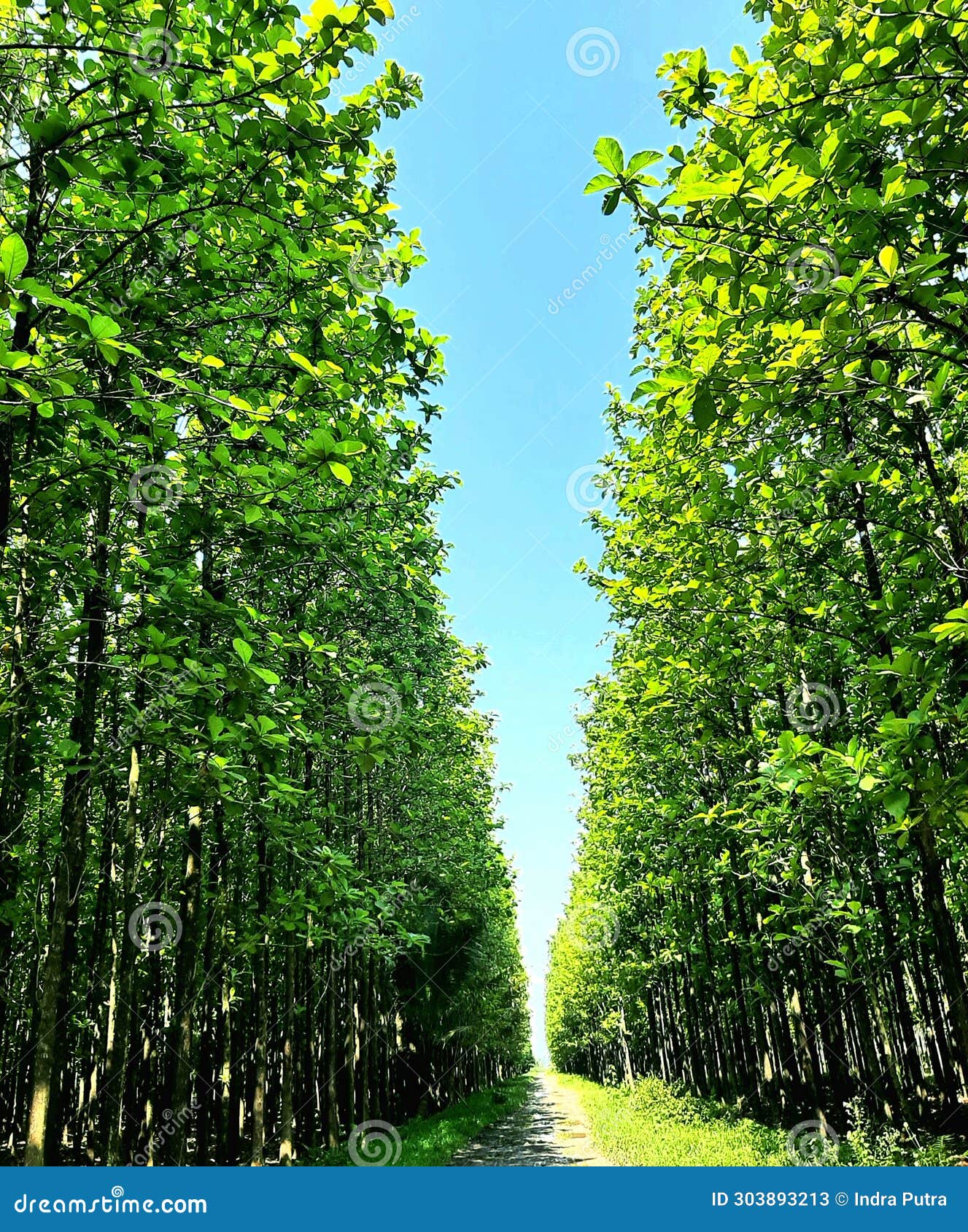 Very beautiful trees stock image. Image of trees, objects - 303893213