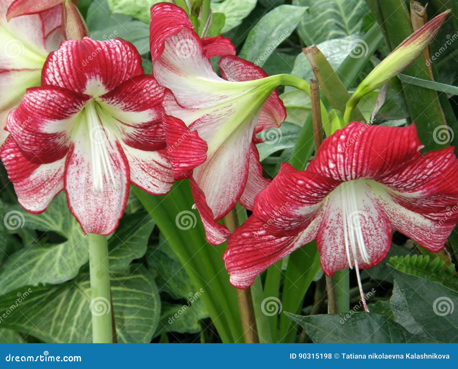 Very Beautiful Tropical Flowers. Stock Photo - Image of pistils, buds ...